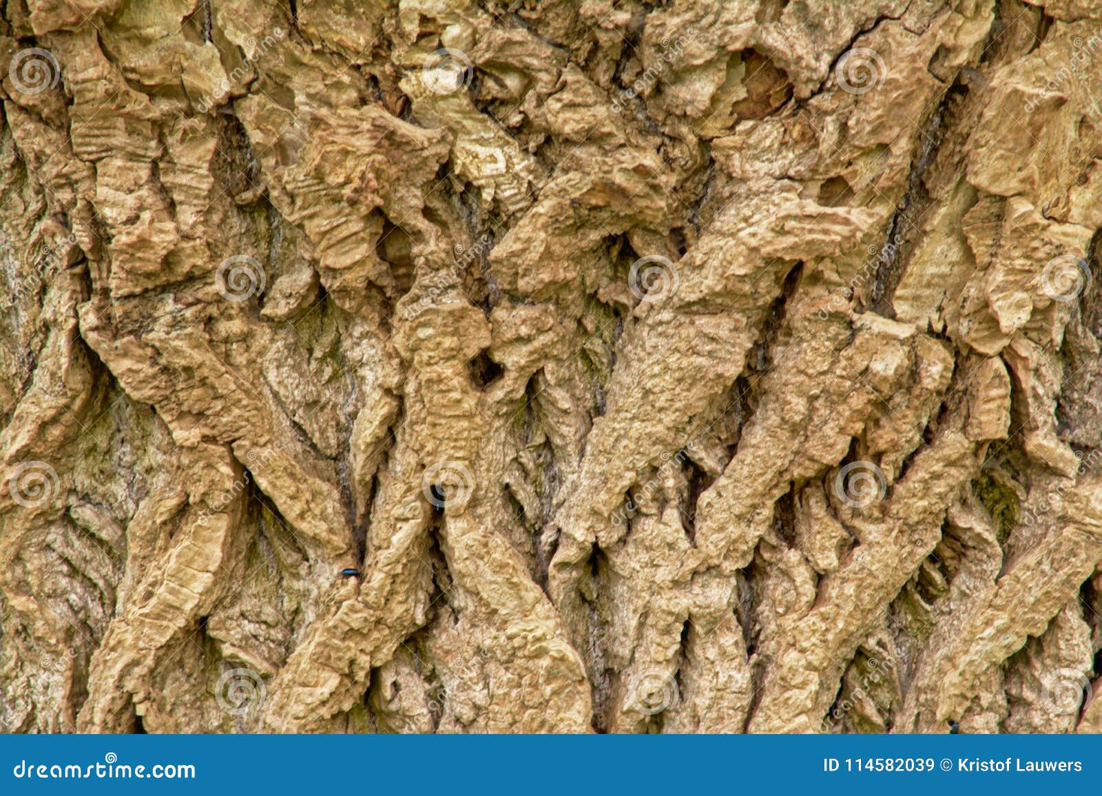 Worn Old Tree Bark with Diamond Patterns Stock Image - Image of relief ...