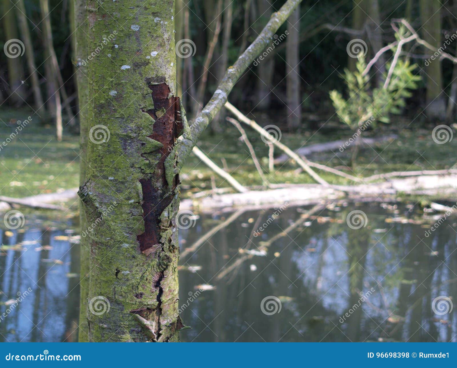 Worn out spot on tree stock photo. Image of skinned, wound - 96698398