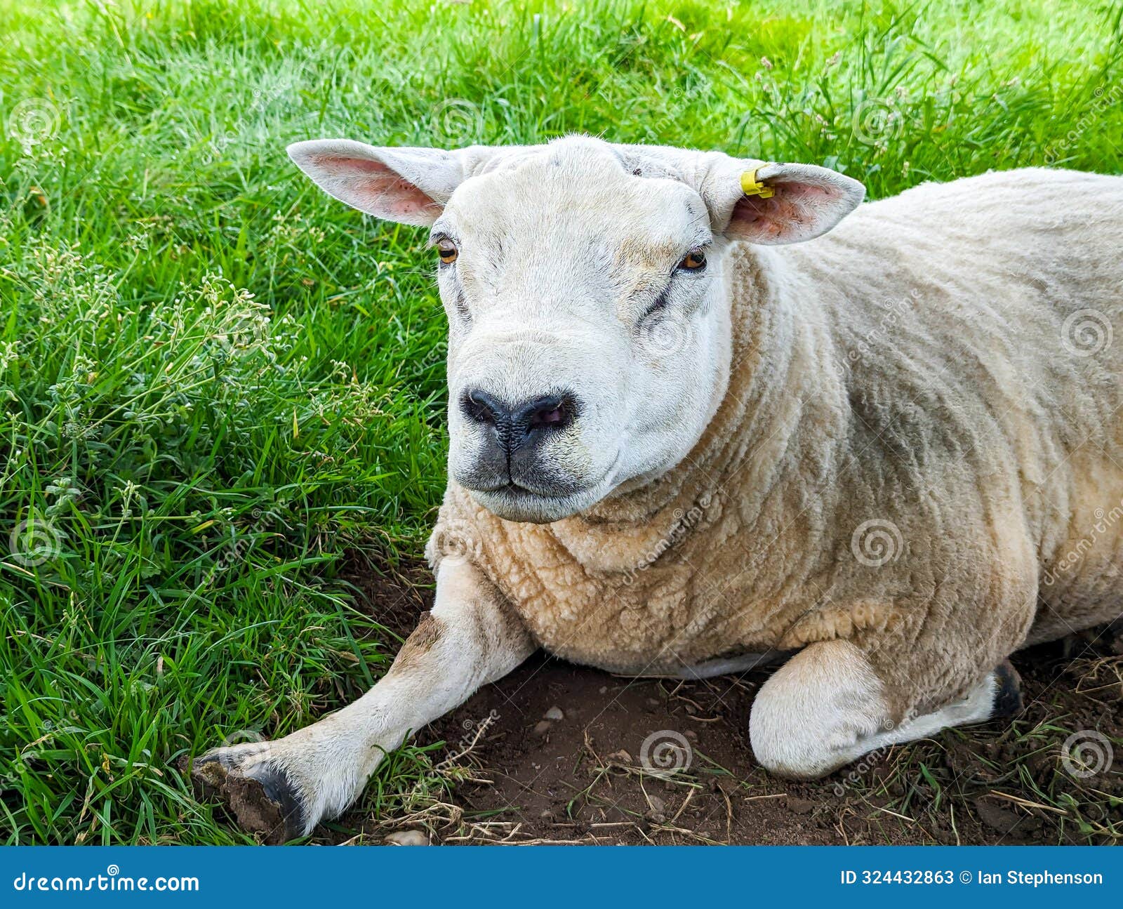 Worn Out Working Ram Laying Down in a Meadow Stock Image - Image of ...