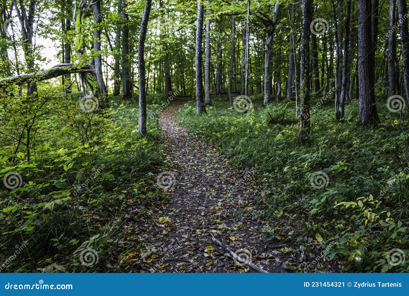 A Worn Path or Hiking Trail through a Forest Stock Image - Image of ...