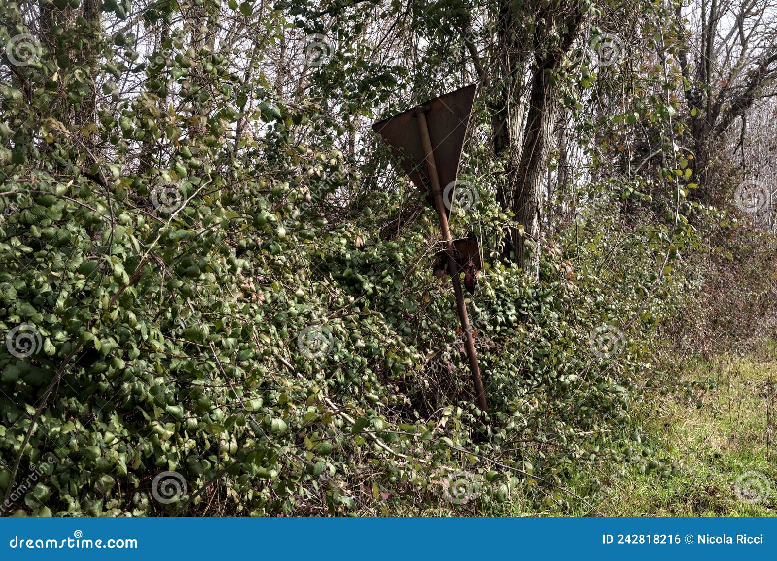 Worn Stop Sign Surrounded by Trees and Weeds Stock Photo - Image of ...