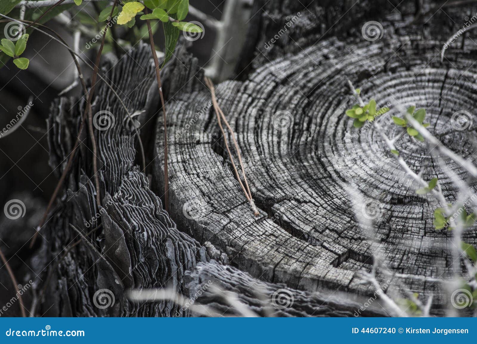 Worn Stump stock photo. Image of stump, bark, macro, rings - 44607240
