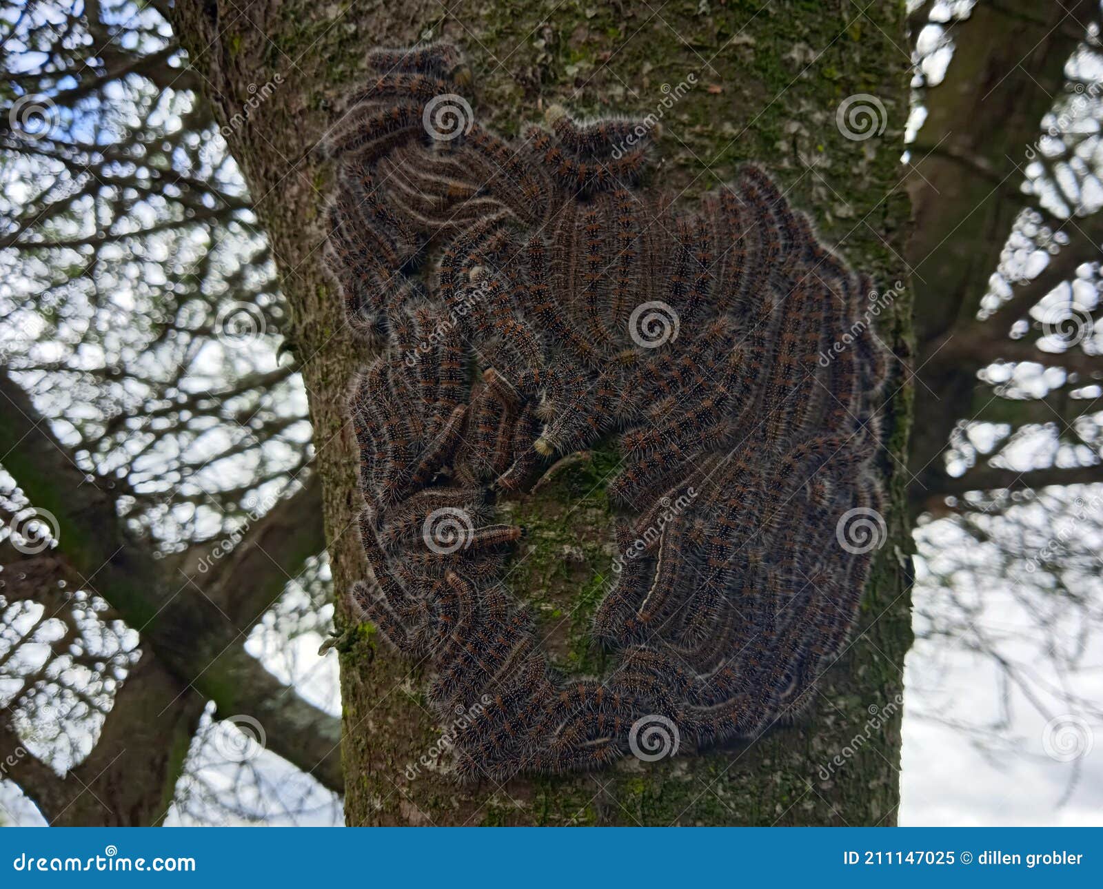 Worn in a tree stock image. Image of autumn, forest - 211147025