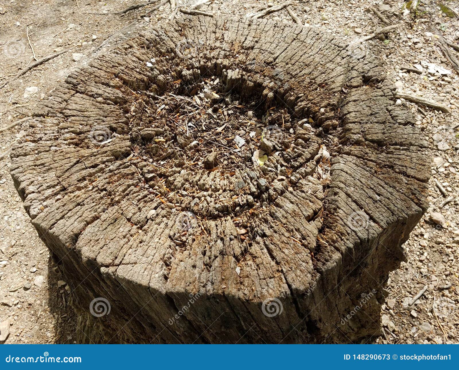 Worn and Weathered Brown Tree Stump and Bark Stock Image - Image of ...