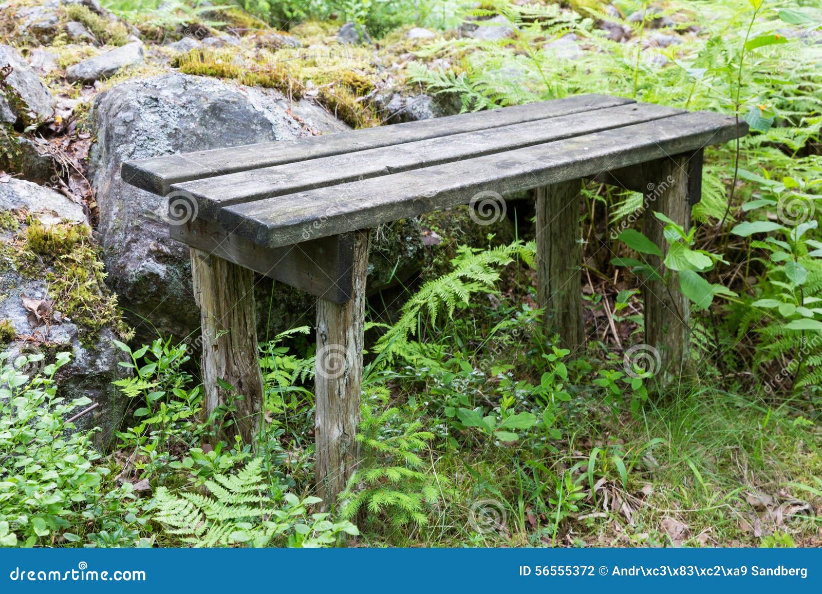 Worn Wooden Bench in Forest Stock Photo - Image of natural, plant: 56555372