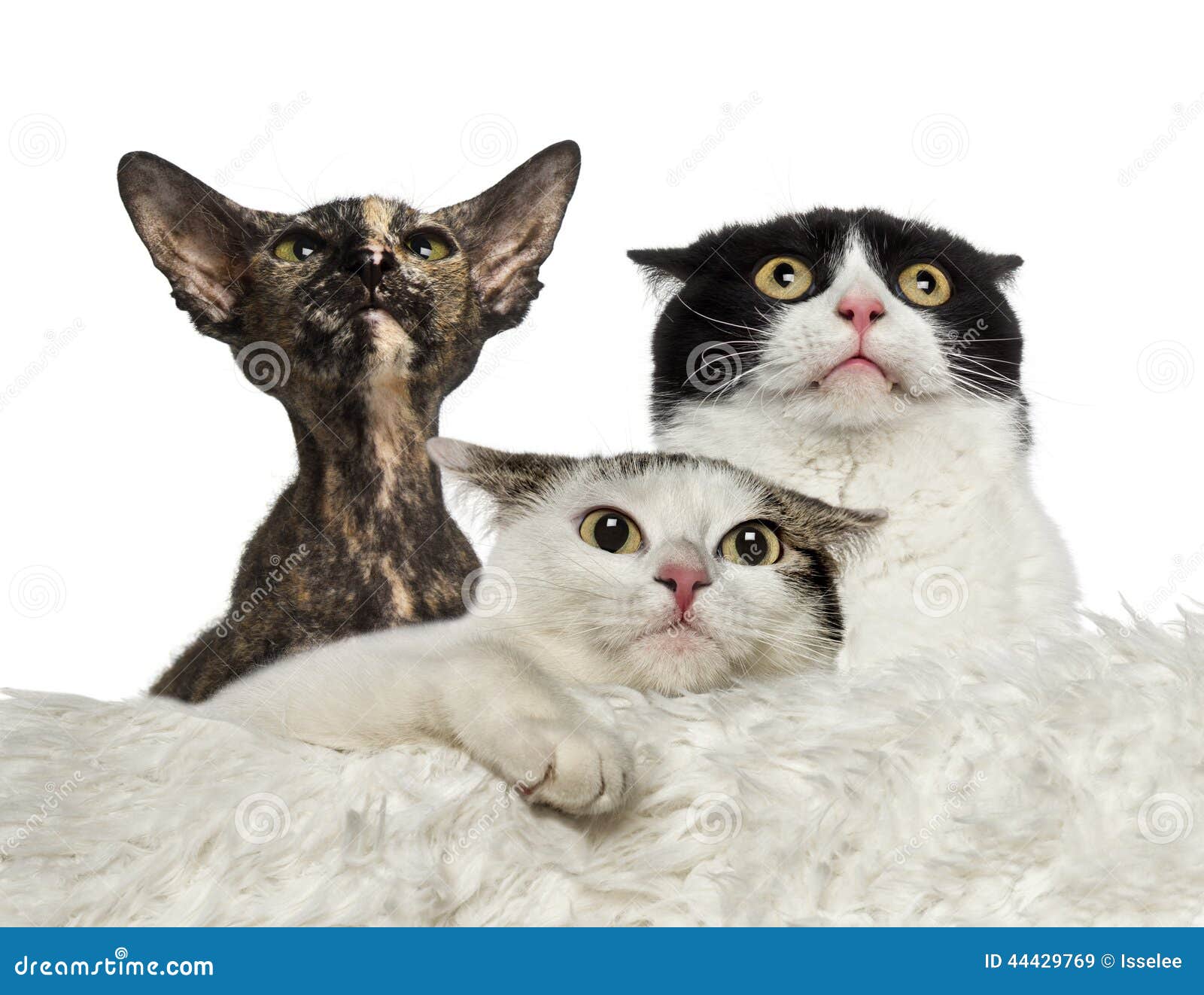 Worried cats stock image. Image of isolated, domestic - 44429769