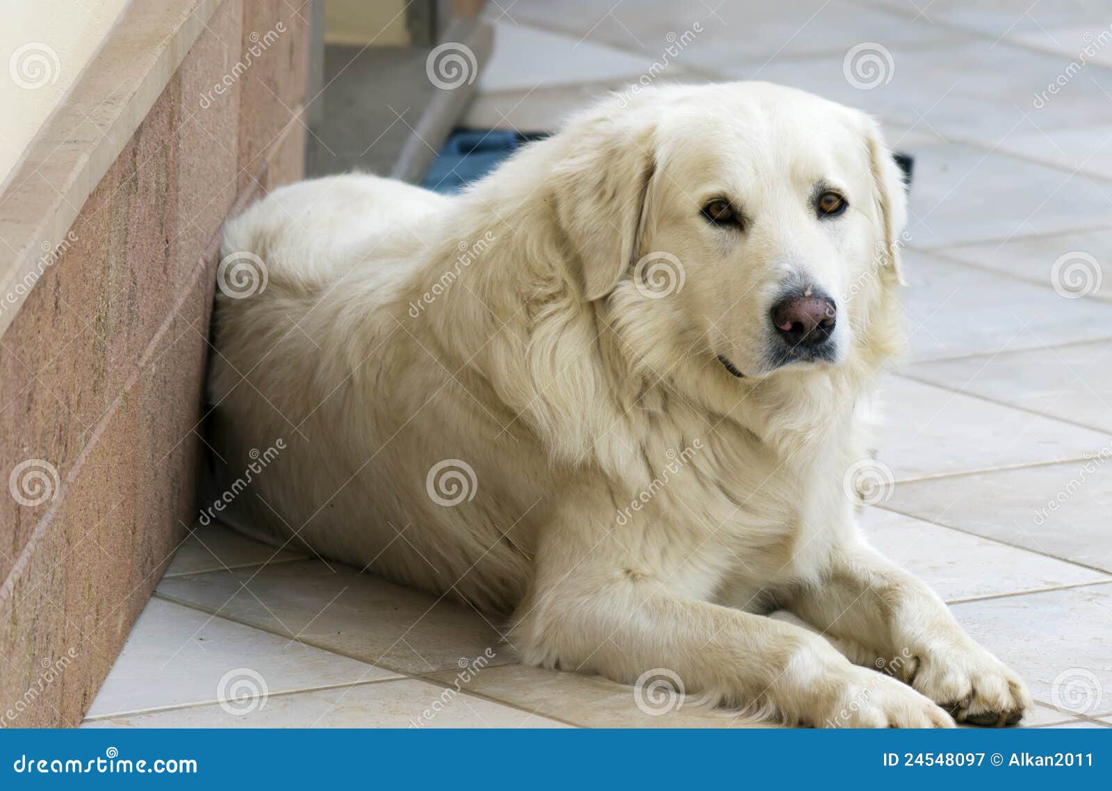 Worried dog stock image. Image of white, afraid, worried - 24548097