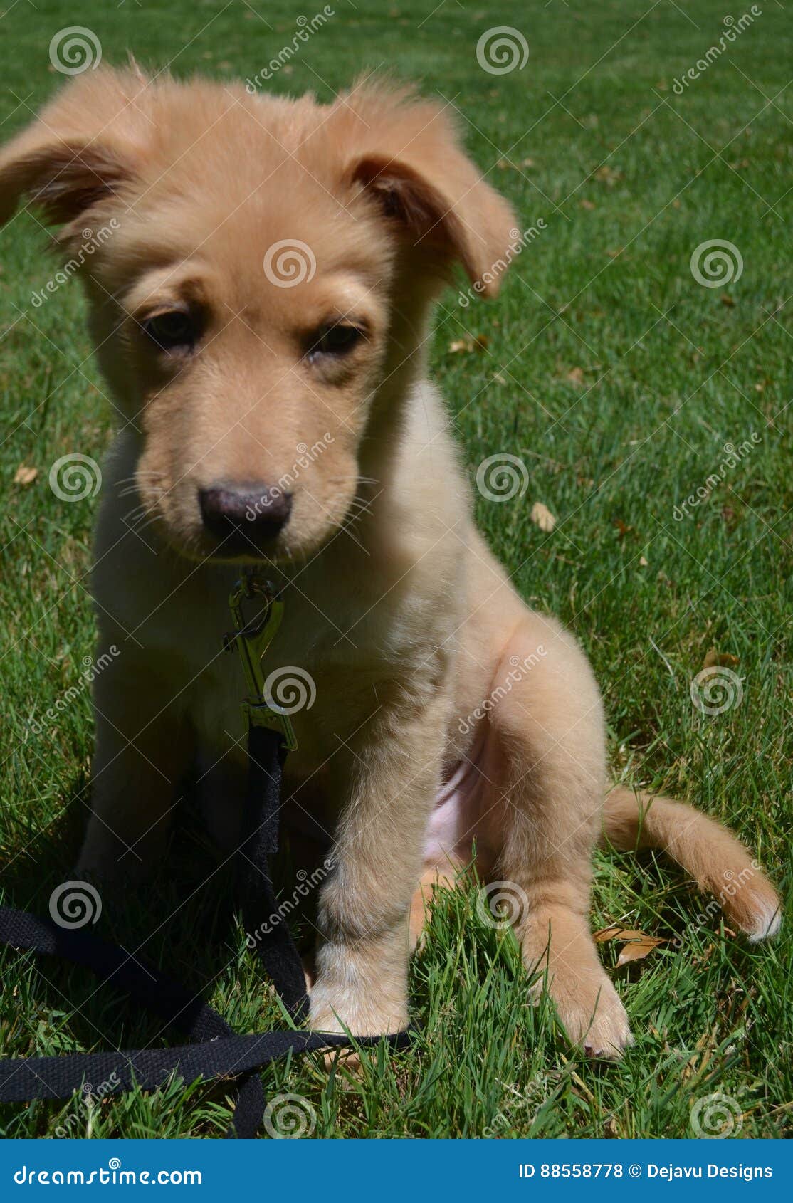 Worried Expression on the Face of a Toller Puppy Dog Stock Photo ...