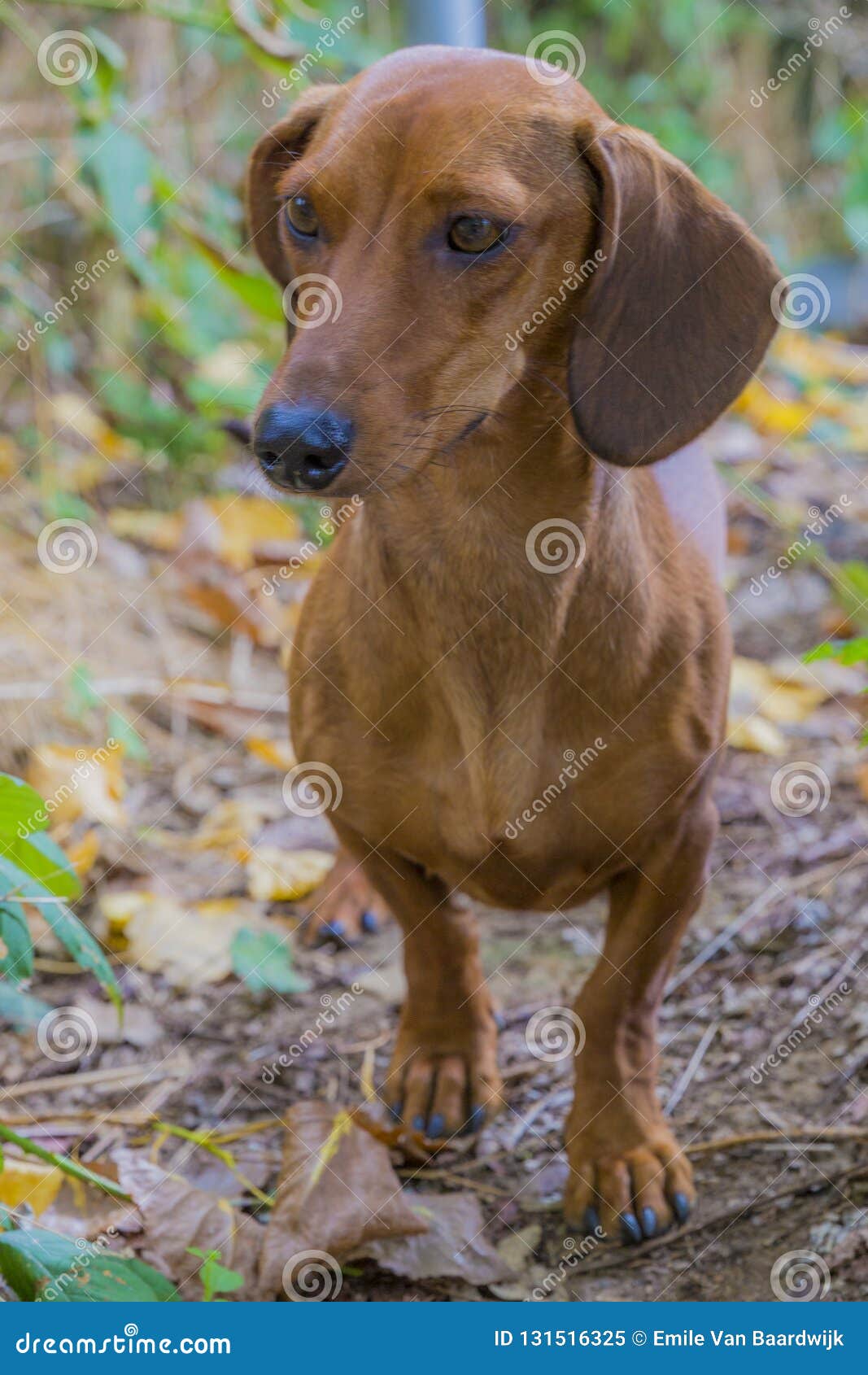 Worsthond Die in Het Midden Van Fores Lopen Stock Afbeelding - Image of ...