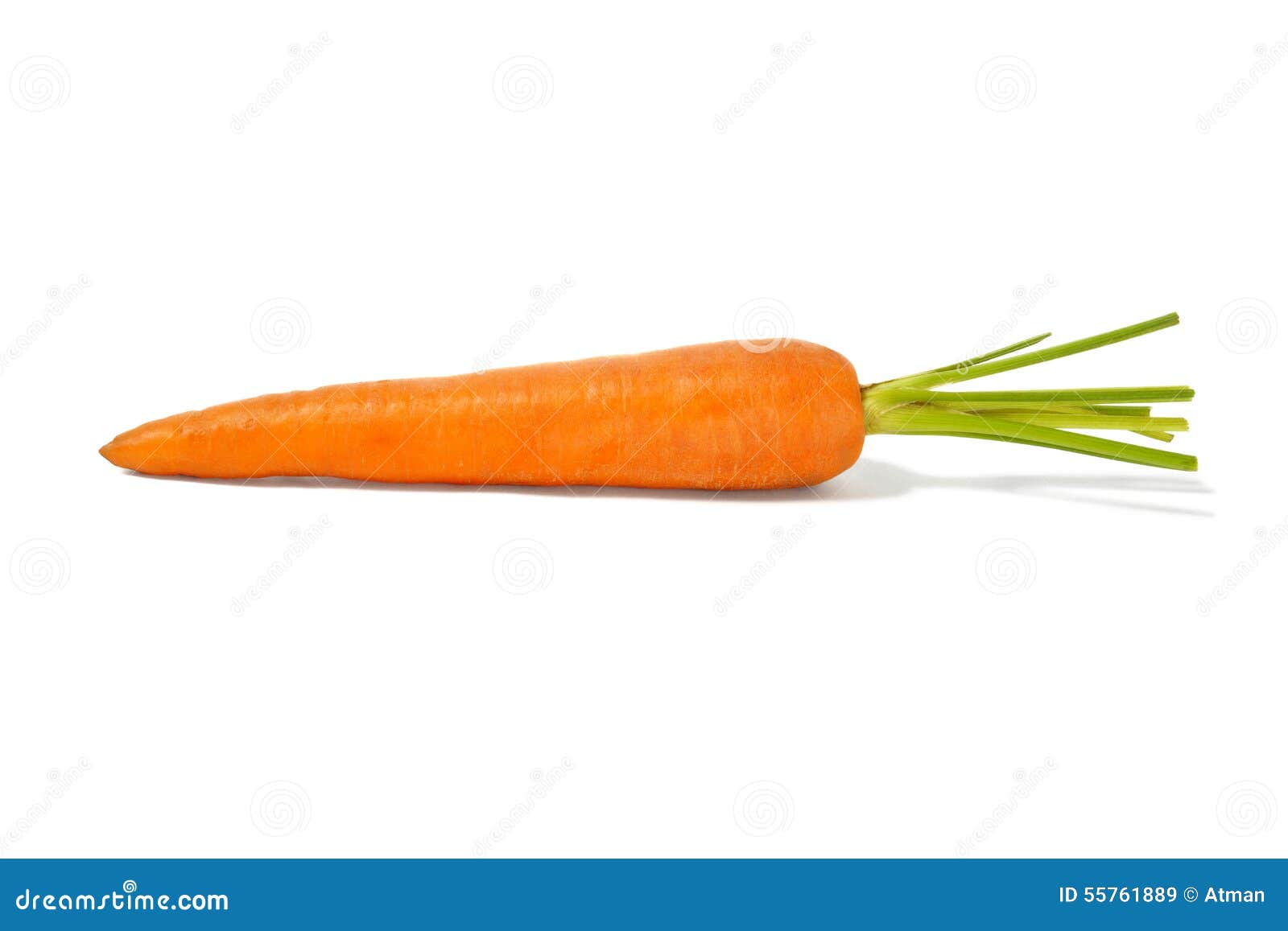 Wortel stock afbeelding. Image of vegetariër, plantaardig - 55761889