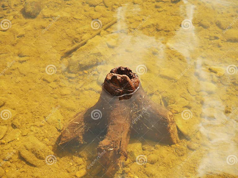 Wortel Van Dode Oude Spar 500 Jaar Stock Foto - Image of hout ...