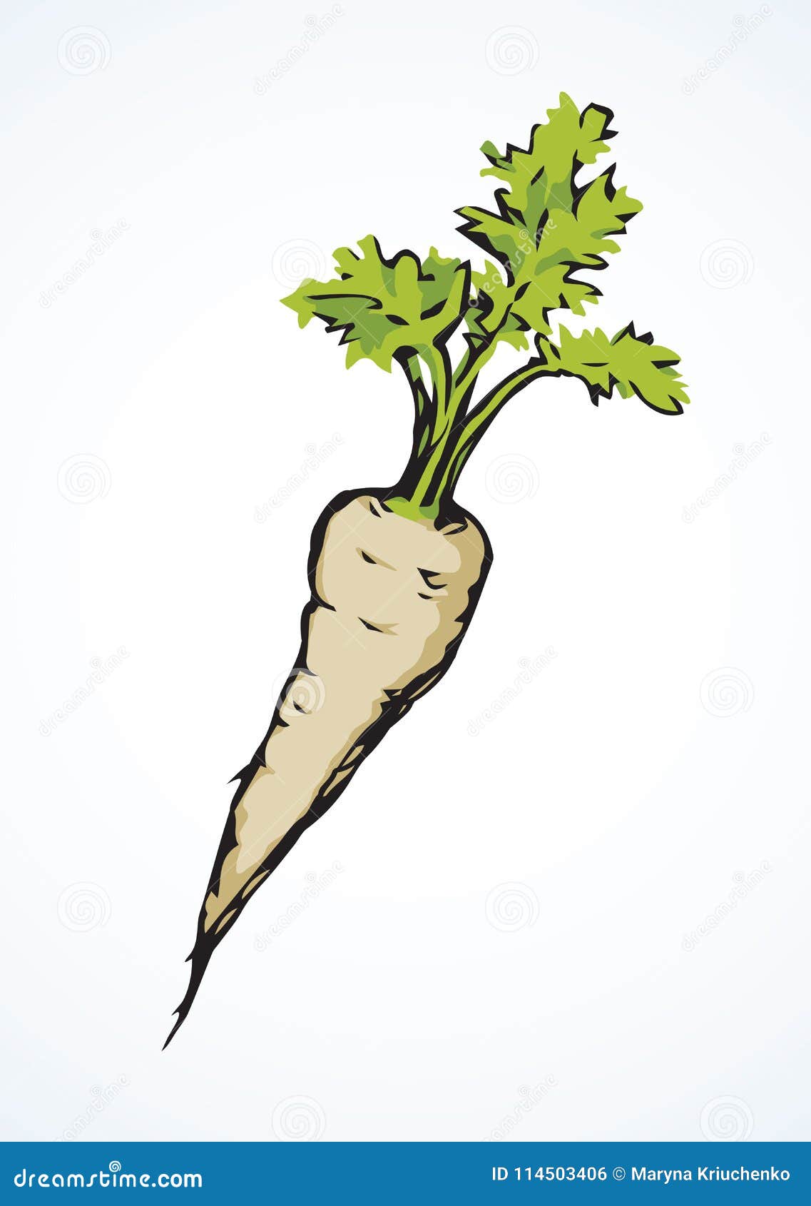 Wortel Vector tekening vector illustratie. Illustration of voedsel ...
