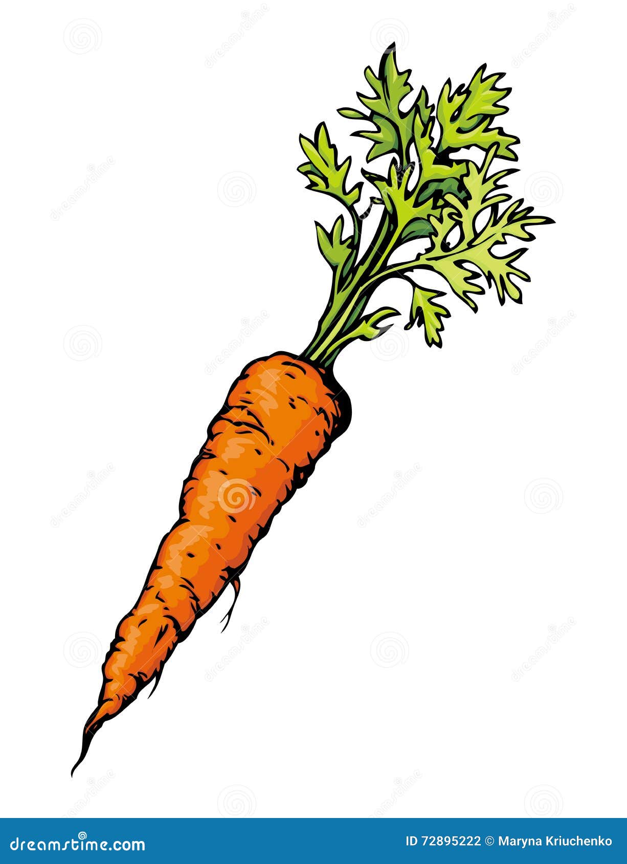 Wortel Vector Wortel Tekening Vectors Download Gratis Hoogwaardige