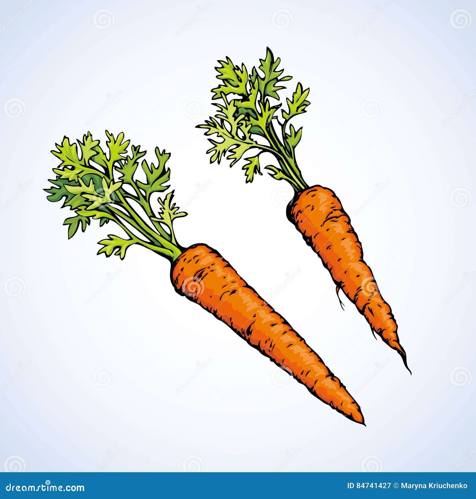 Wortel Vector tekening vector illustratie. Illustration of sinaasappel ...