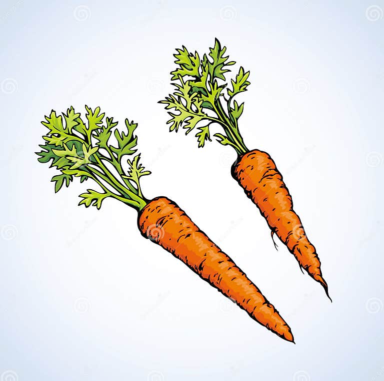 Wortel Vector tekening vector illustratie. Illustration of sinaasappel ...