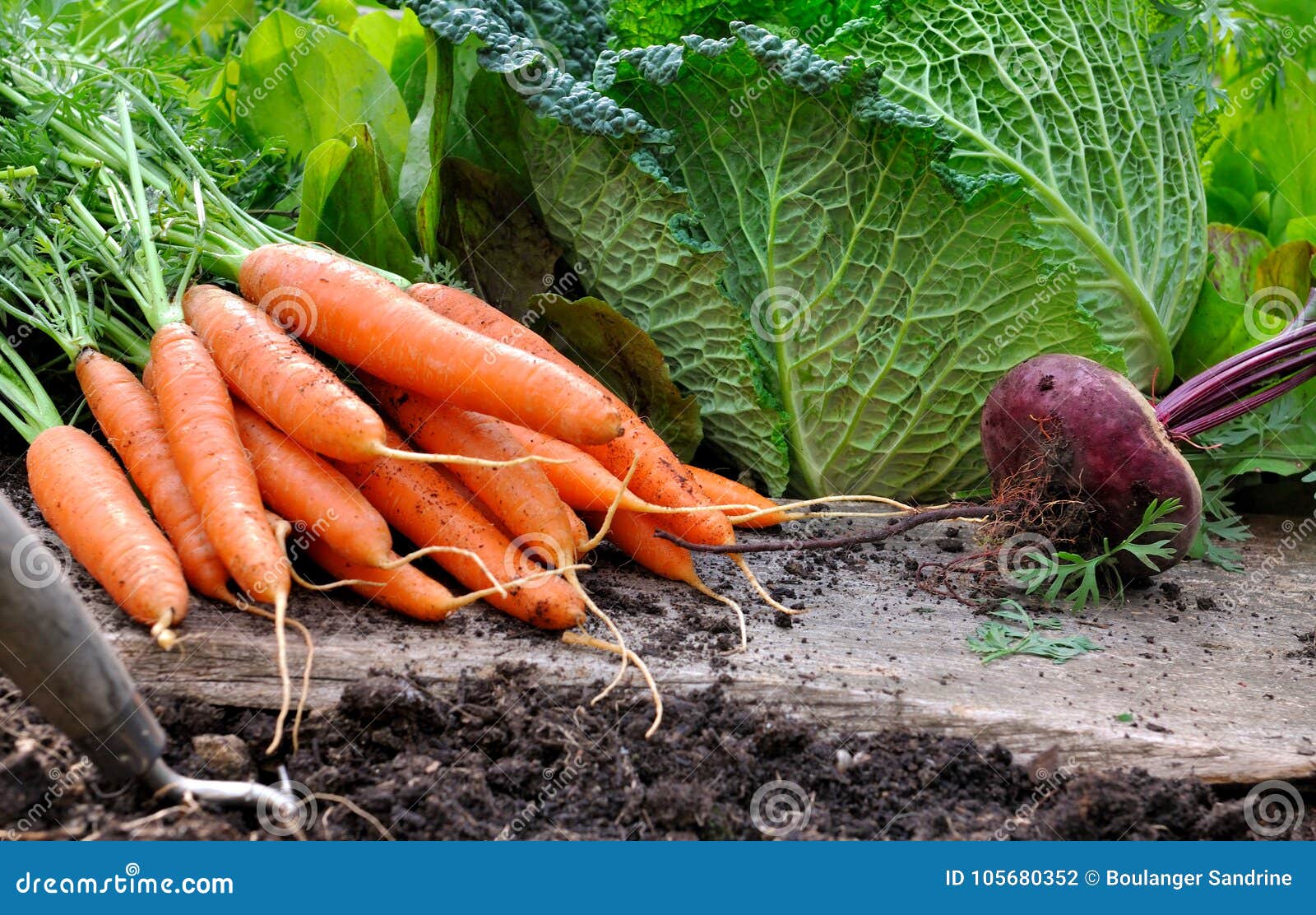 Wortelen, Biet, Kool in Tuin Stock Foto - Image of vuil, hulpmiddel ...