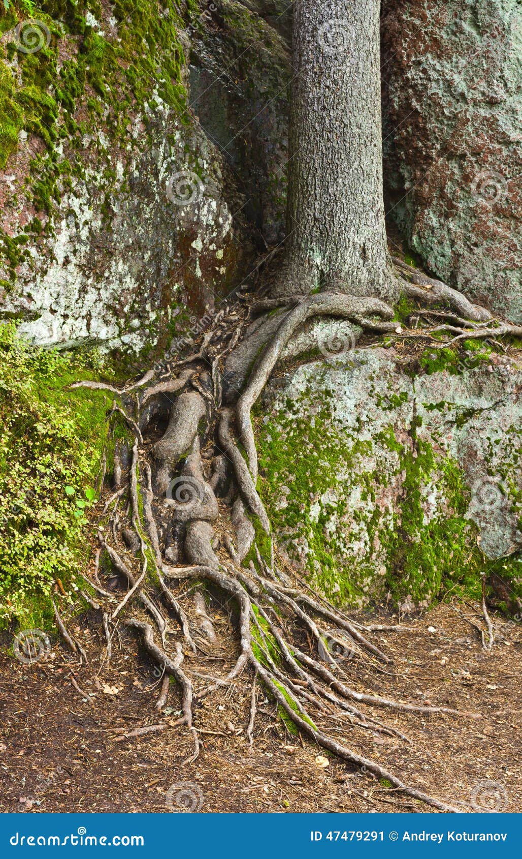 Wortels van sparren stock afbeelding. Image of krullen - 47479291