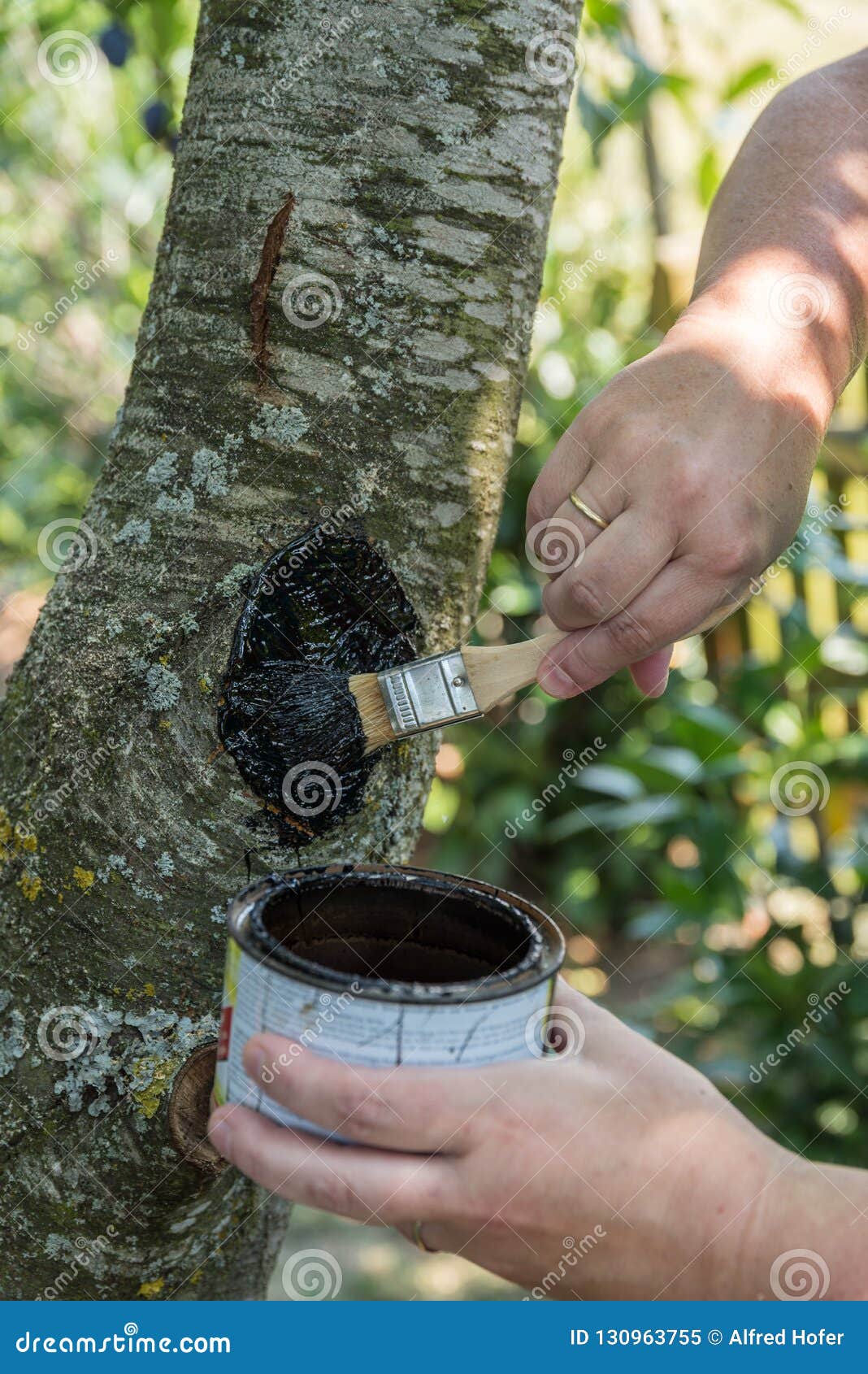 Wound Closure after Pruning - Close-up Stock Image - Image of gardening ...