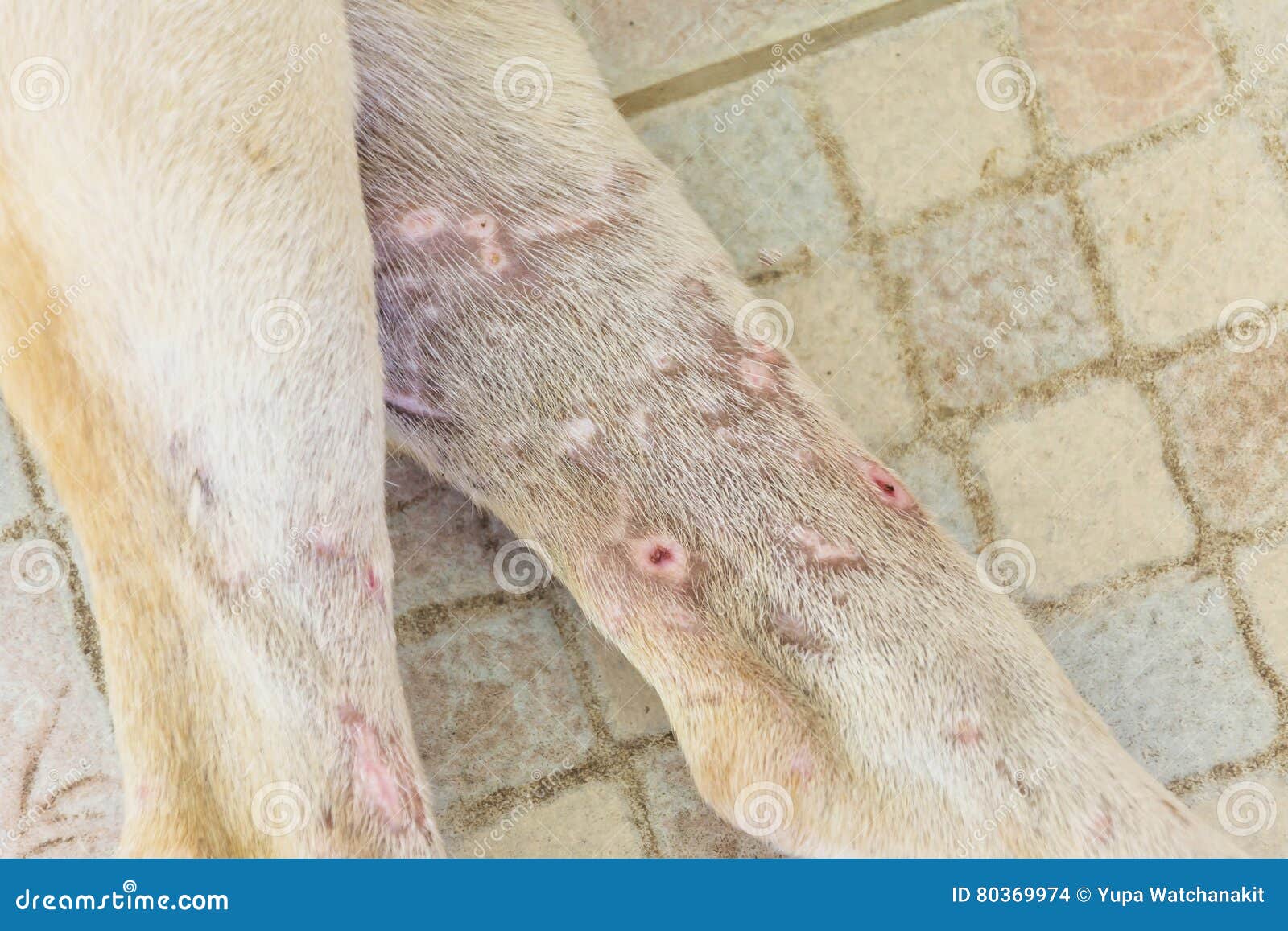 Wound dog`s leg stock photo. Image of infection, hygiene - 80369974