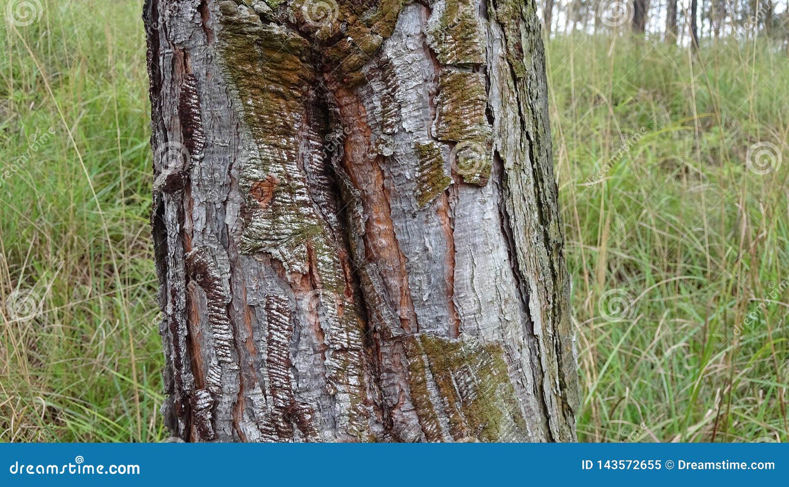 The Wound is Healing is Pine Stock Image - Image of ceramics, bamboo ...
