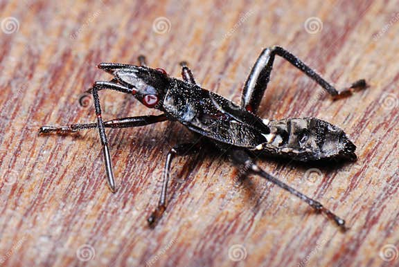 Wounded Bug stock photo. Image of micro, nature, details - 22518242