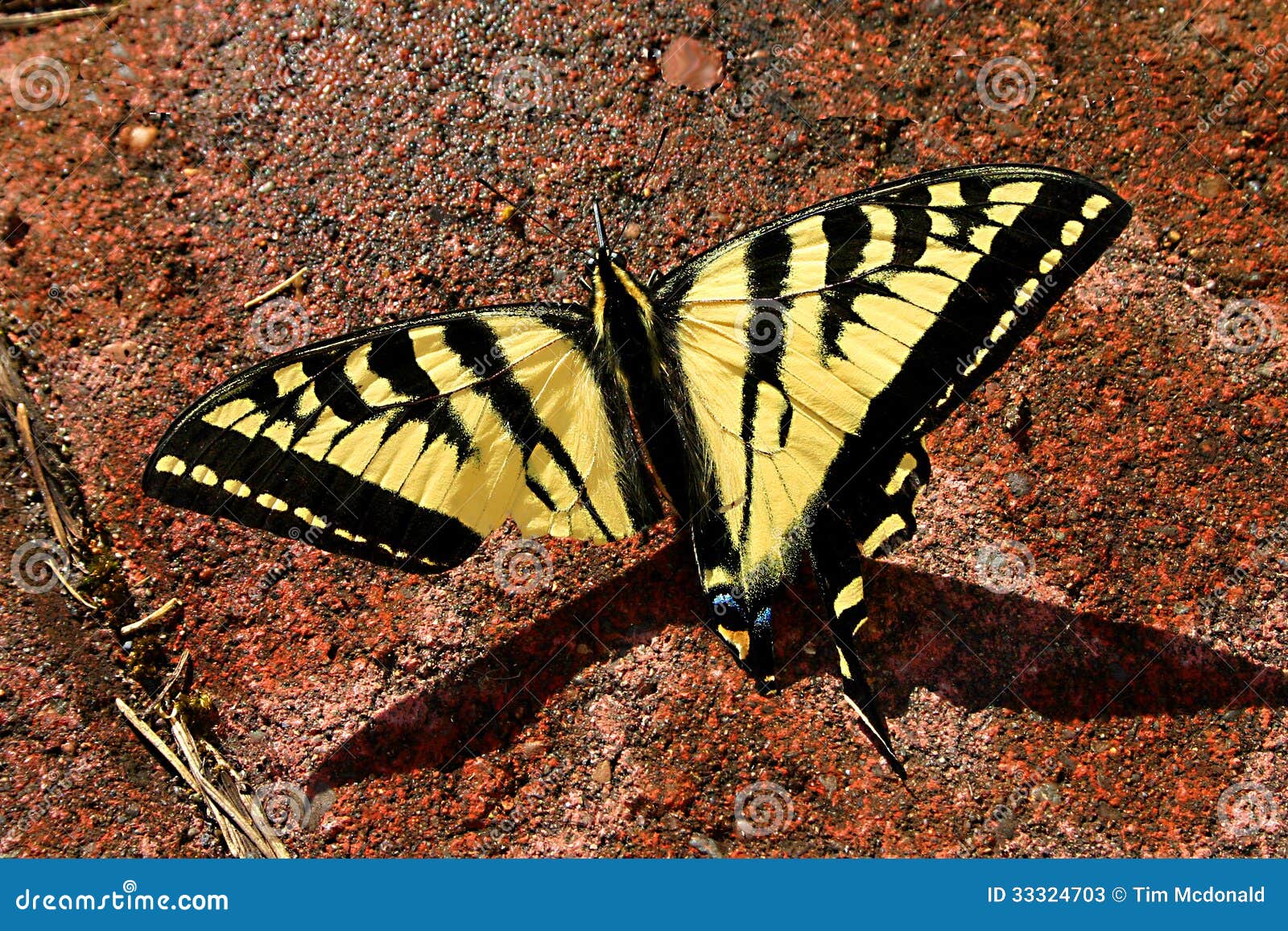 Wounded Butterfly stock image. Image of swallowtail, butterfly - 33324703