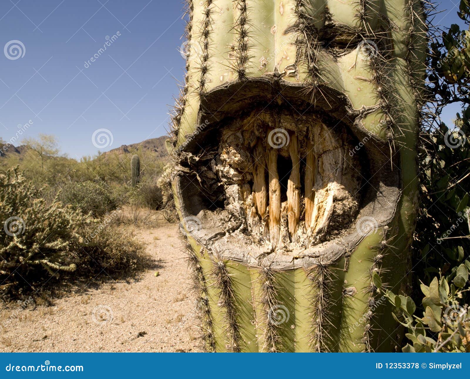Damaged Saguaro Cactus Hole Stock Photos - Free & Royalty-Free Stock ...