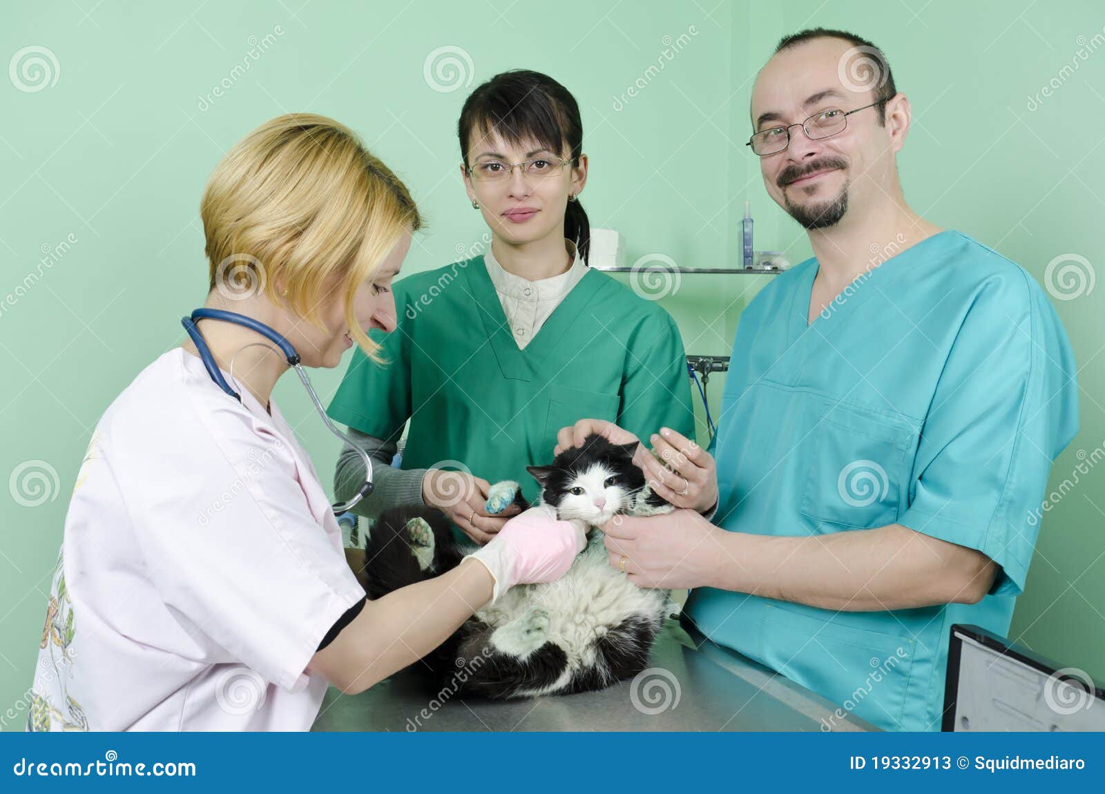 Wounded cat stock image. Image of veterinary, hospital - 19332913