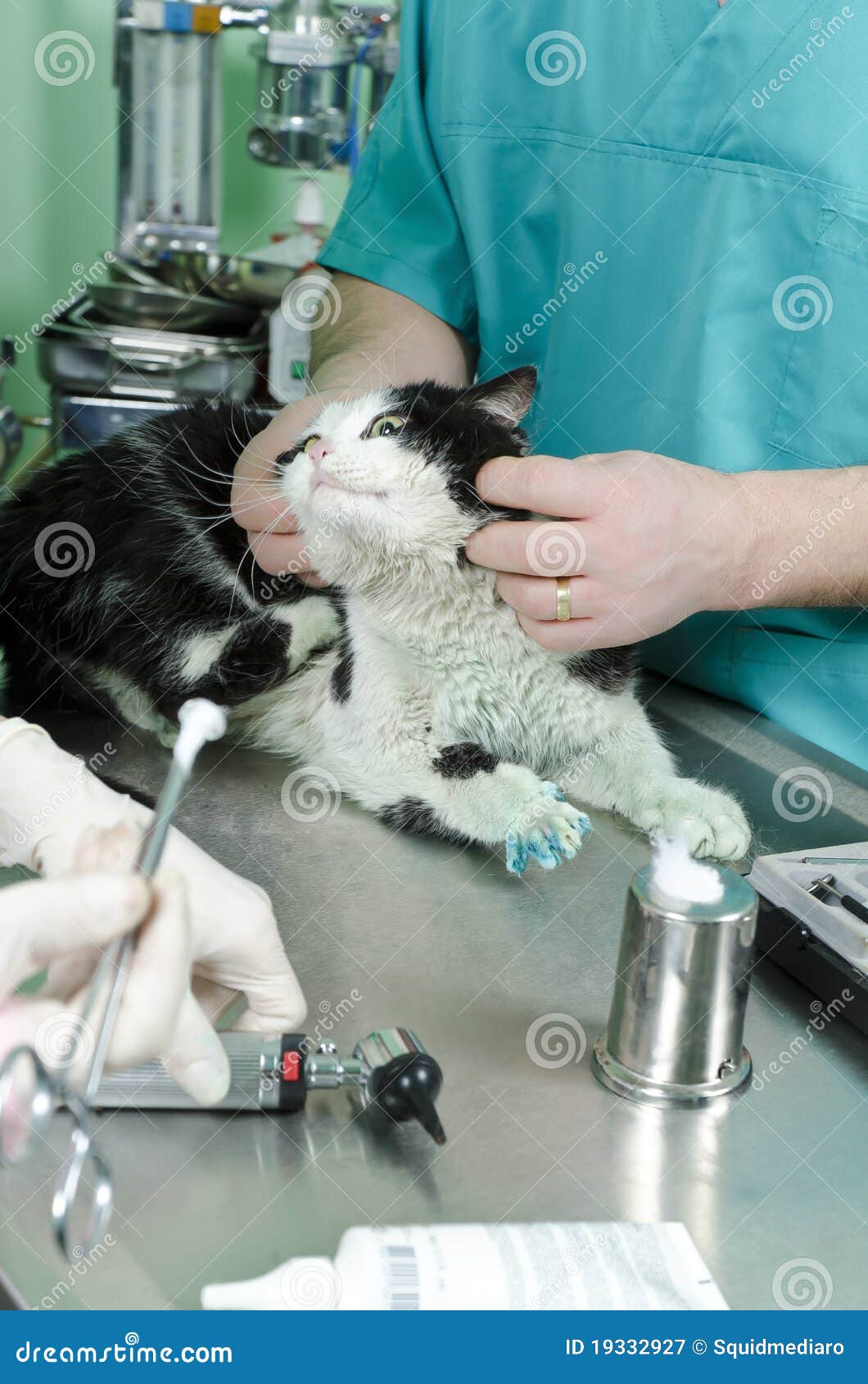 Wounded cat stock image. Image of animal, medicine, hold - 19332927