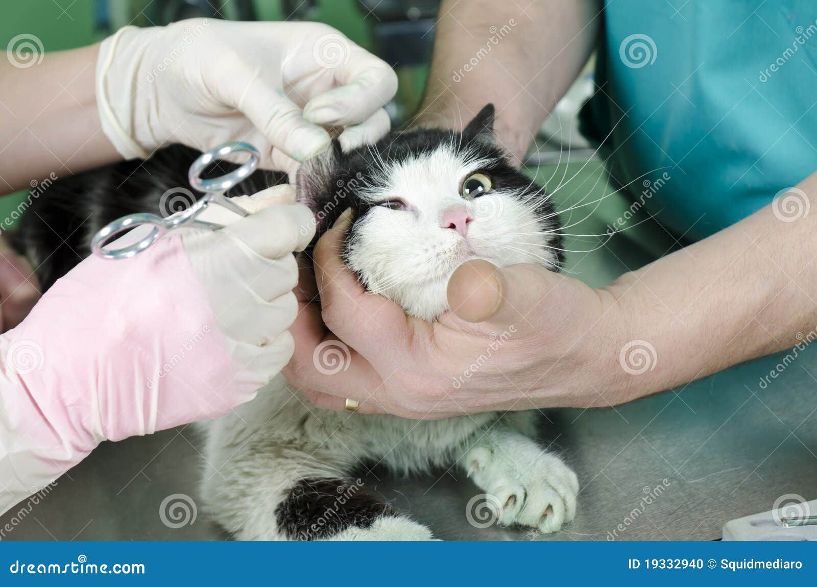 Wounded cat stock photo. Image of doctor, veterinarian - 19332940