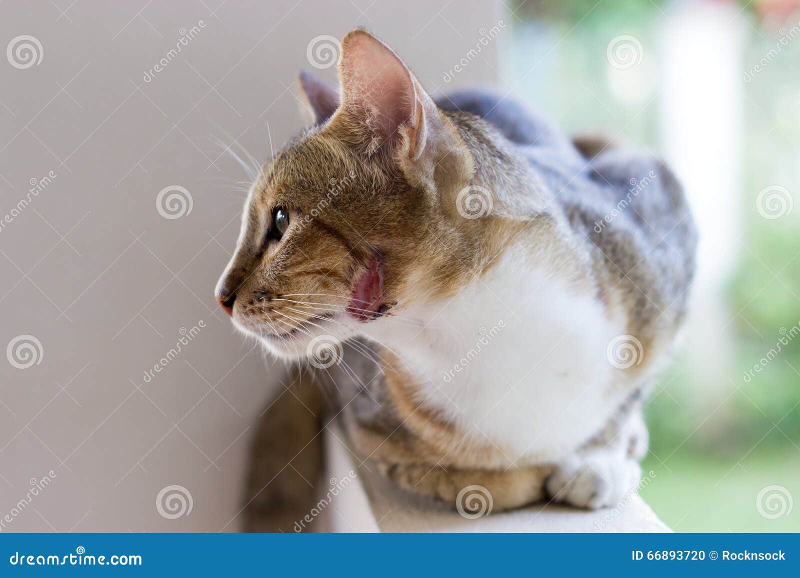 Wounded Cat and Fresh Lesion on Face Stock Photo - Image of sick, hurt ...
