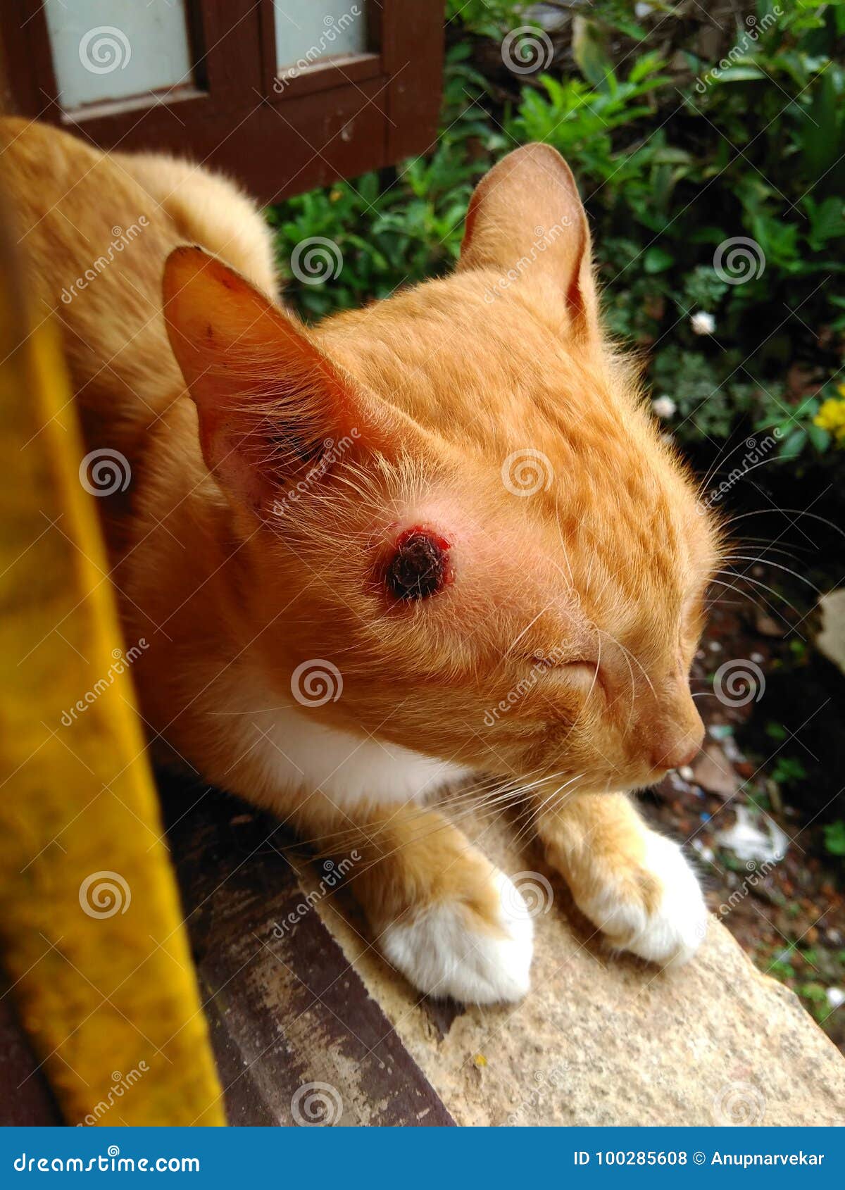Wounded Cat stock photo. Image of serious, attacked - 100285608