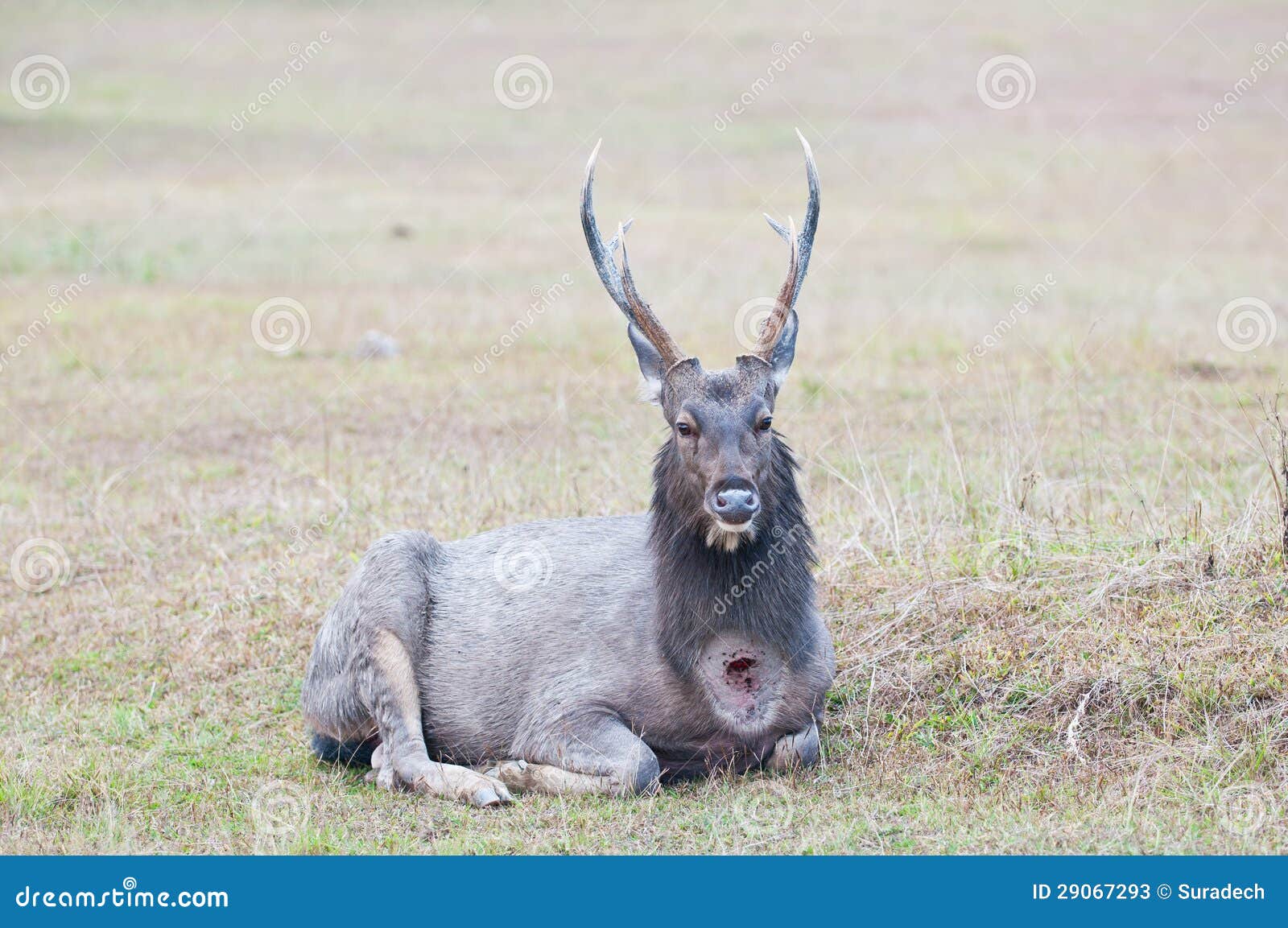 Wounded deer stock image. Image of wounded, deer, nature - 29067293