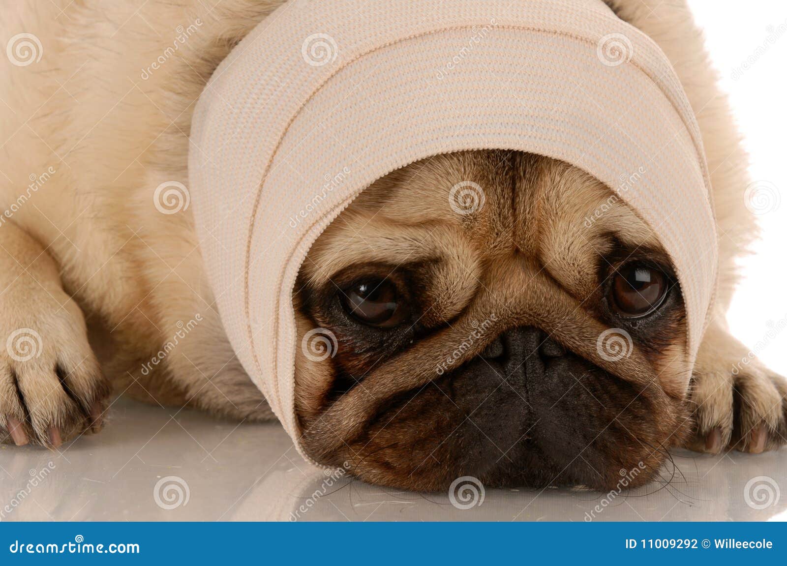 Wounded dog stock photo. Image of scared, wound, scary - 11009292