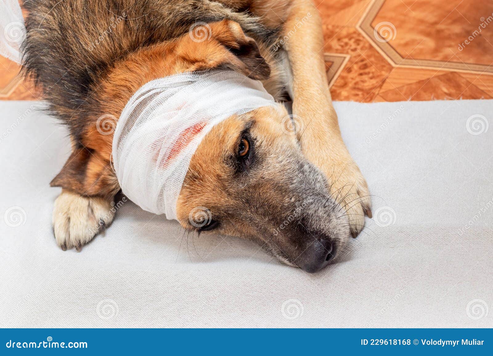 Wounded Dog with a Bandaged Head with a Sad Look Lying on the Floor ...