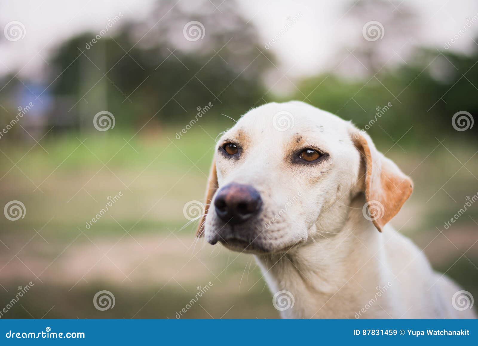Wounded Dog Sitting on Grass Stock Image - Image of cone, domestic ...
