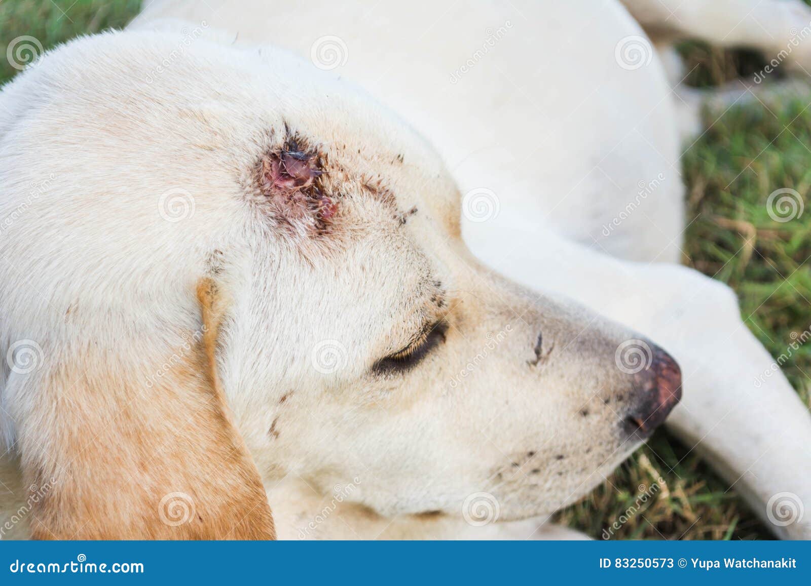 Wounded dog sitting stock image. Image of grass, bite - 83250573