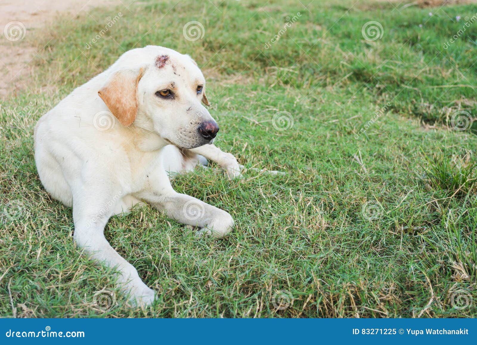 Wounded dog sitting stock image. Image of wound, obedient - 83271225
