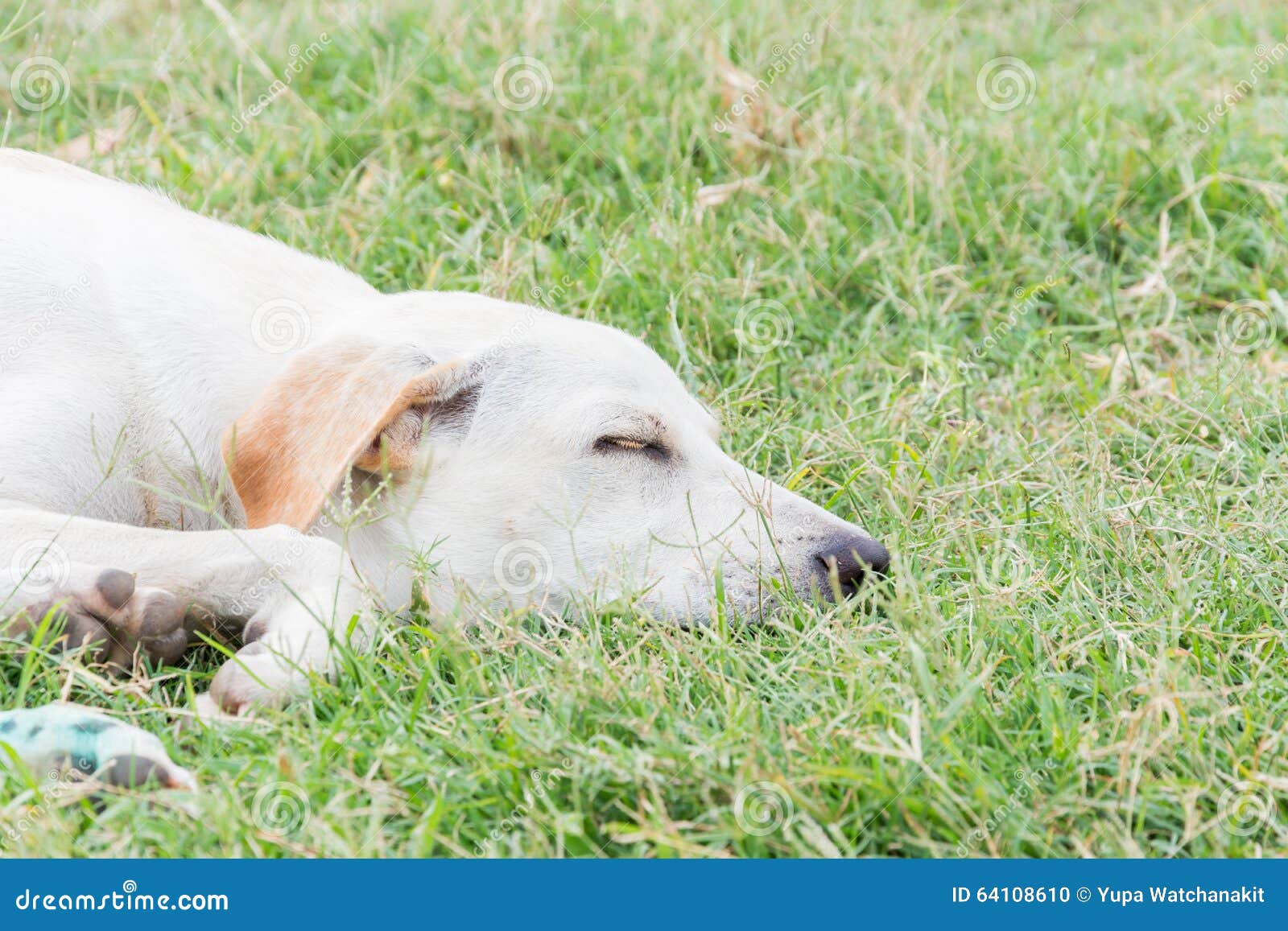 Wounded Dog Sleeping on Green Grass Stock Photo - Image of injury ...