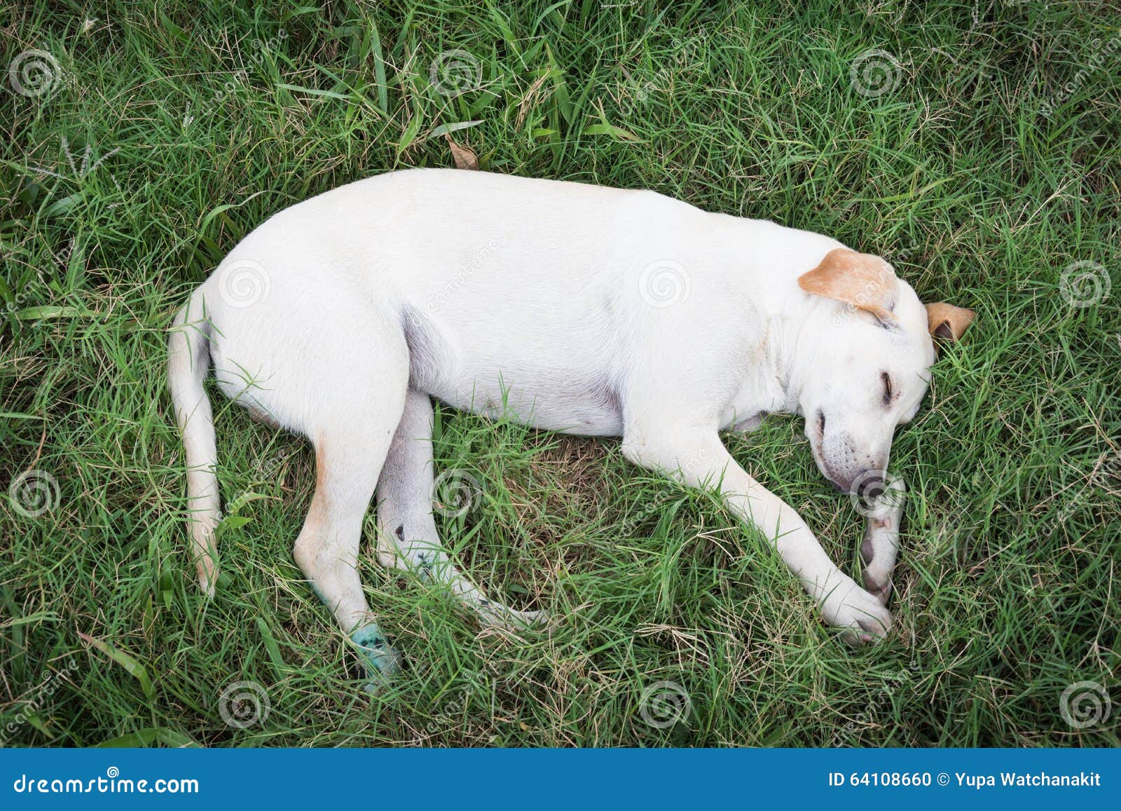 Wounded Dog Sleeping on Green Grass Stock Photo - Image of care, cone ...