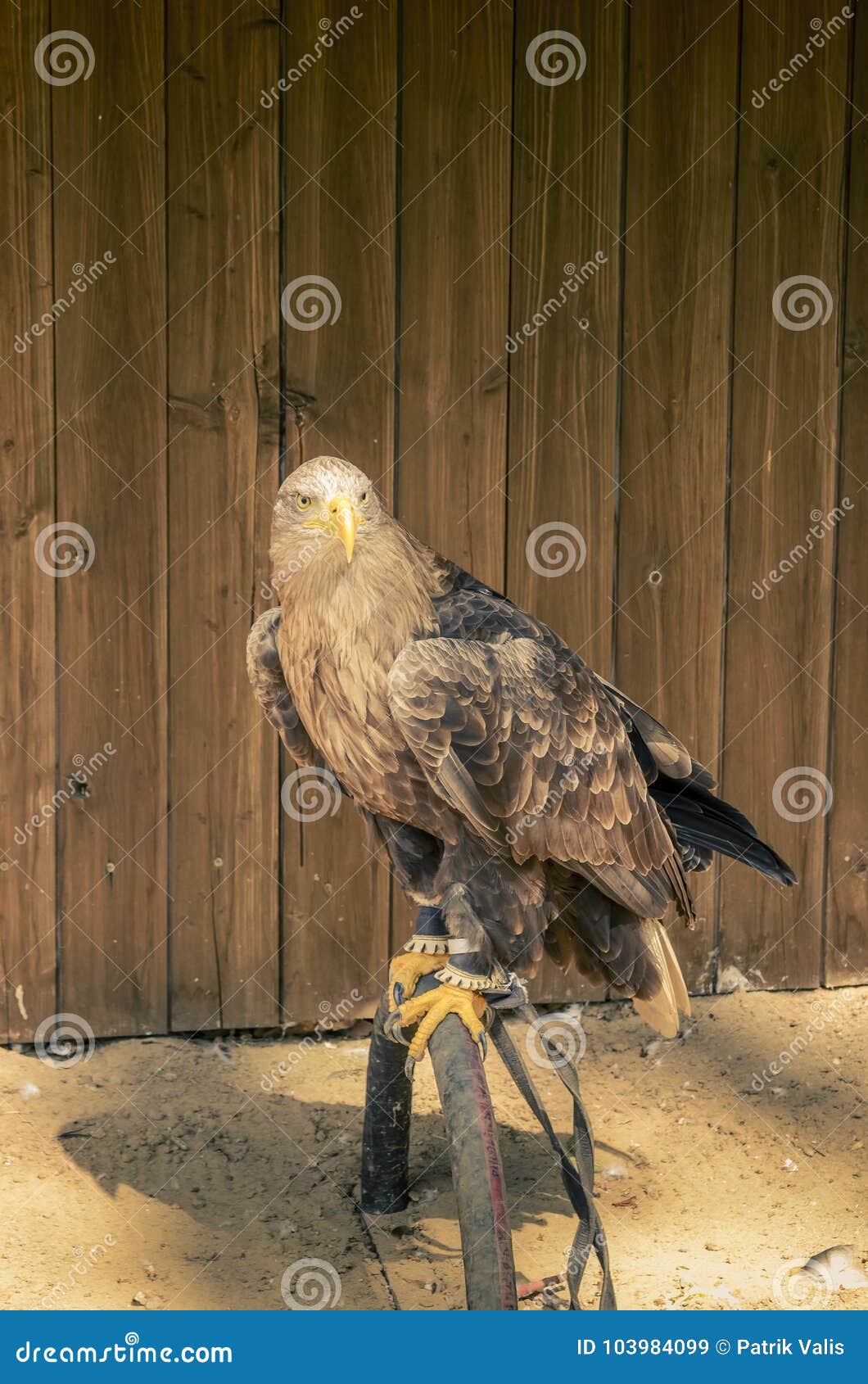 A Wounded Eagle Observing the Rush Around Him. Stock Image - Image of ...