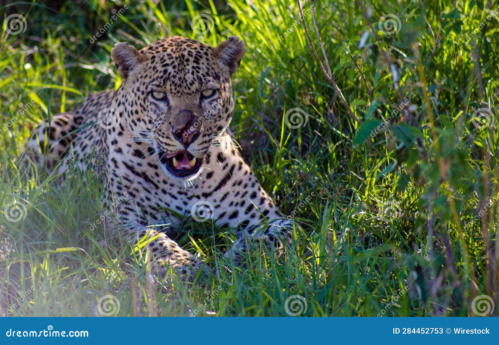 Wounded Leopard Resting in a Lush Green Meadow, Its Gaze Fixed in the ...