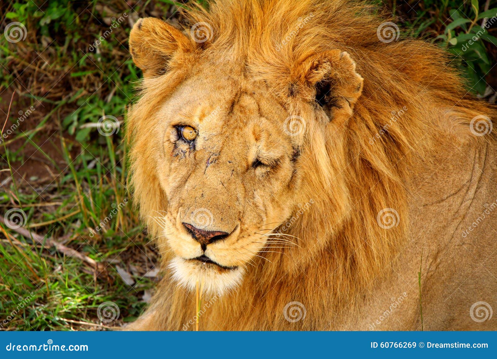 Wounded Lion stock image. Image of shade, wilderness - 60766269