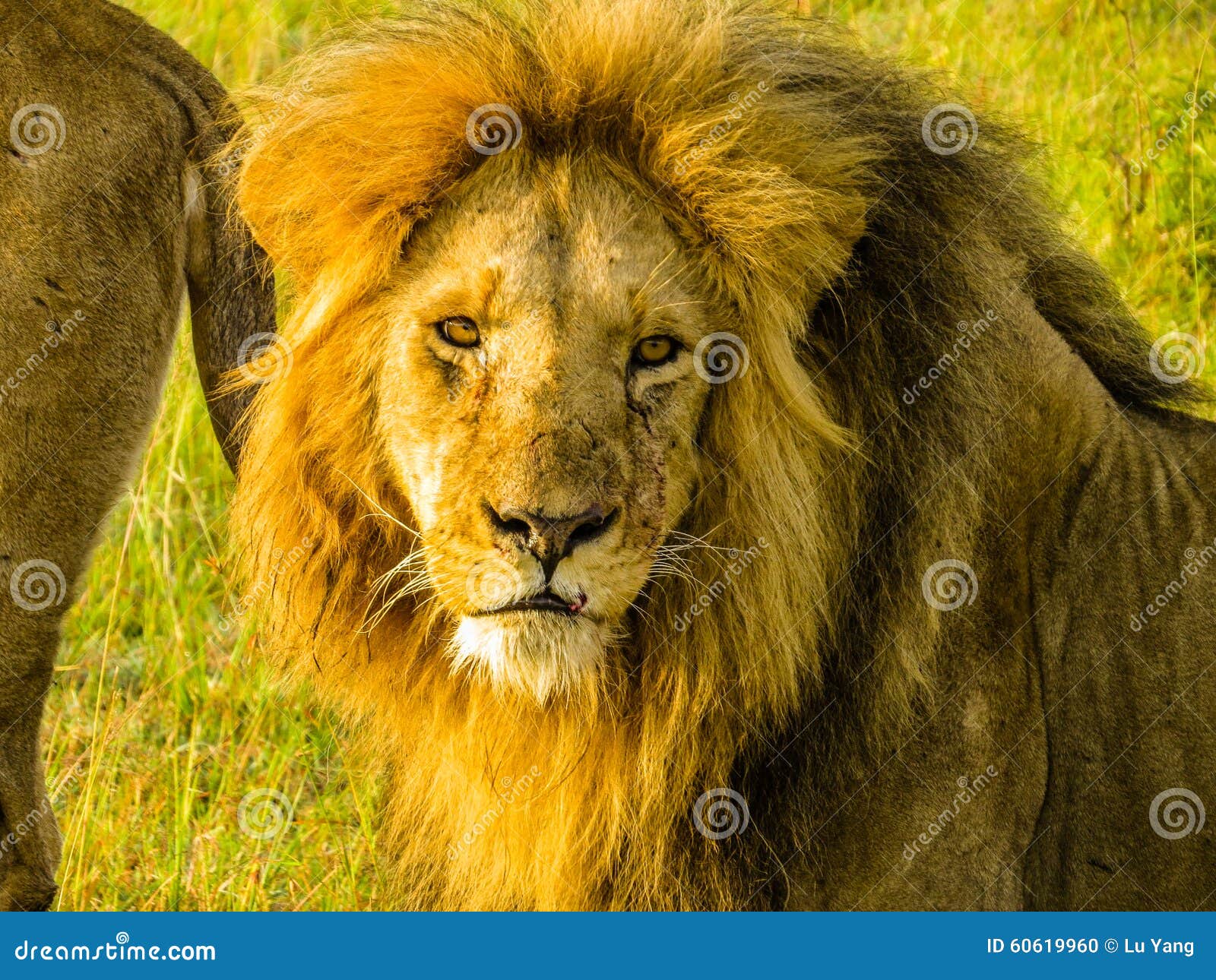 A wounded lion stock photo. Image of mara, sadly, dangerous - 60619960