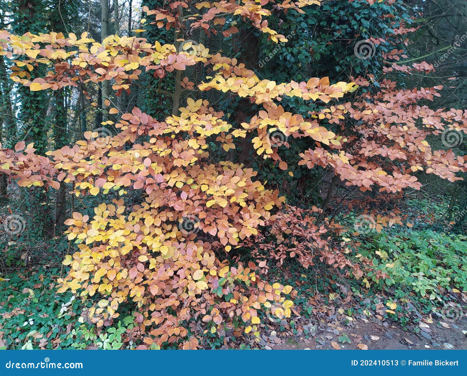 Wounded from nature stock image. Image of nature, blossom - 202410513