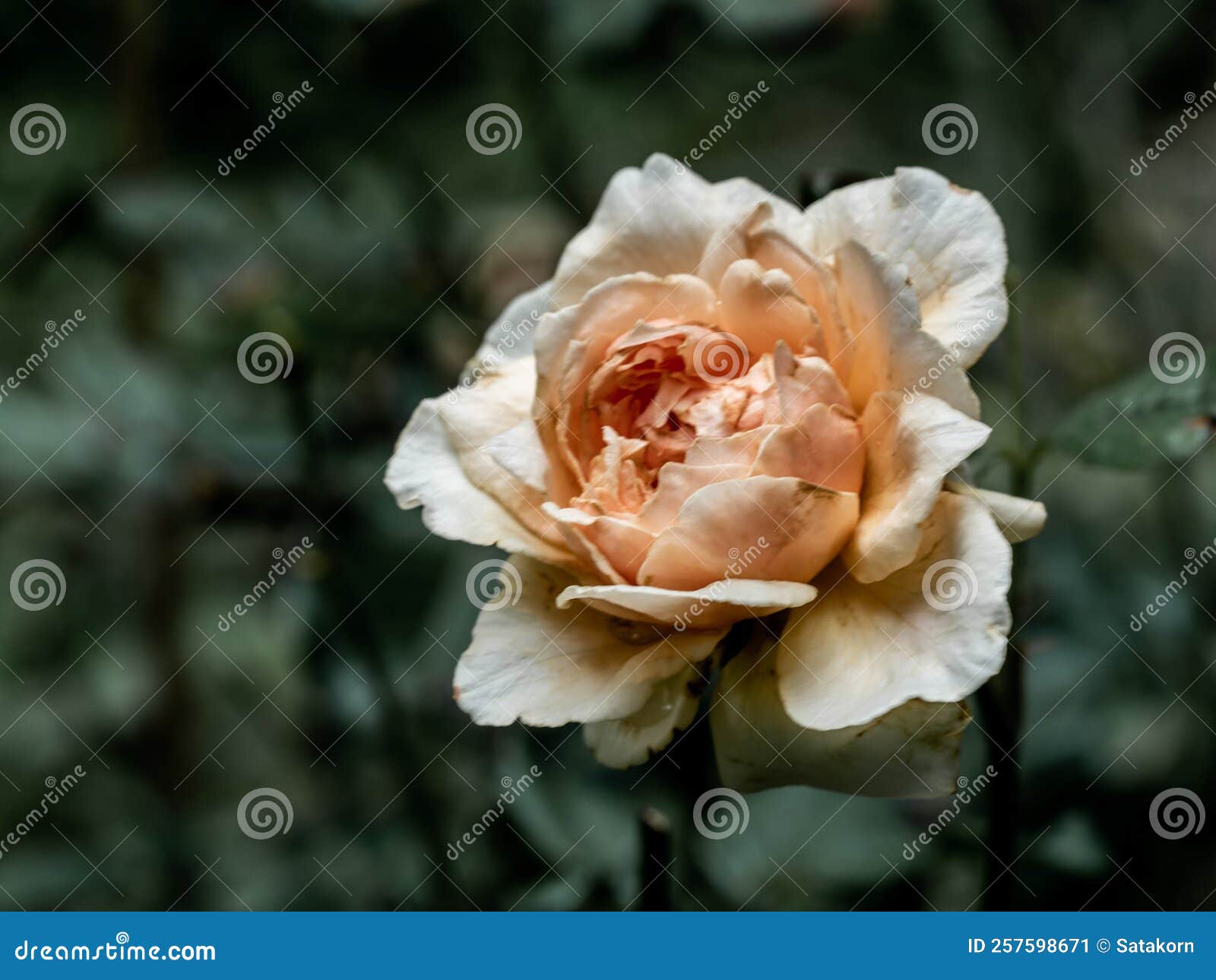 The Wounded Petals of a Withering Rose Flower Stock Image - Image of ...