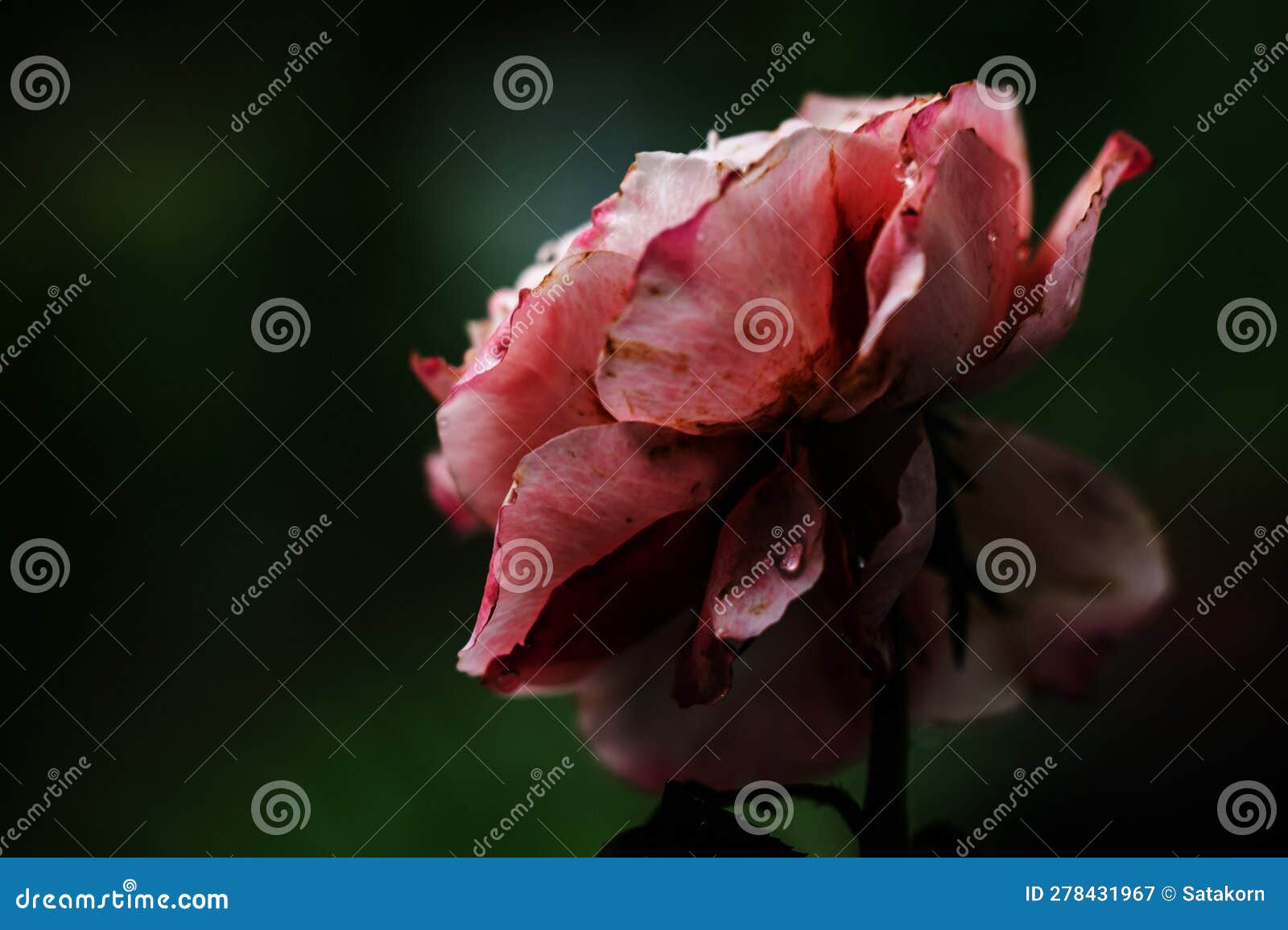 Wounded Petals of a Withering Princess Sakura Rose Stock Image - Image ...
