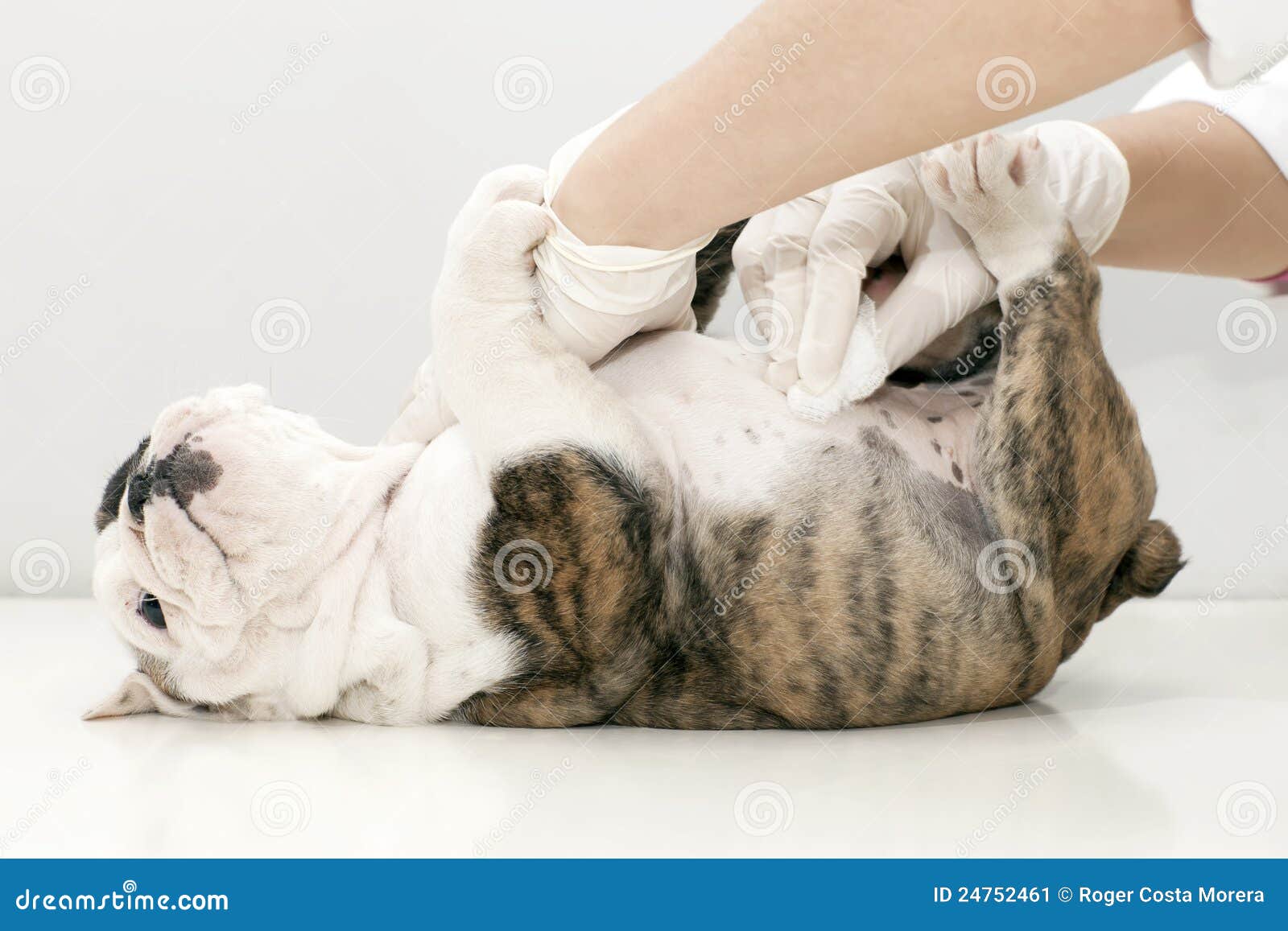 Wounded puppy stock image. Image of examine, bandage - 24752461