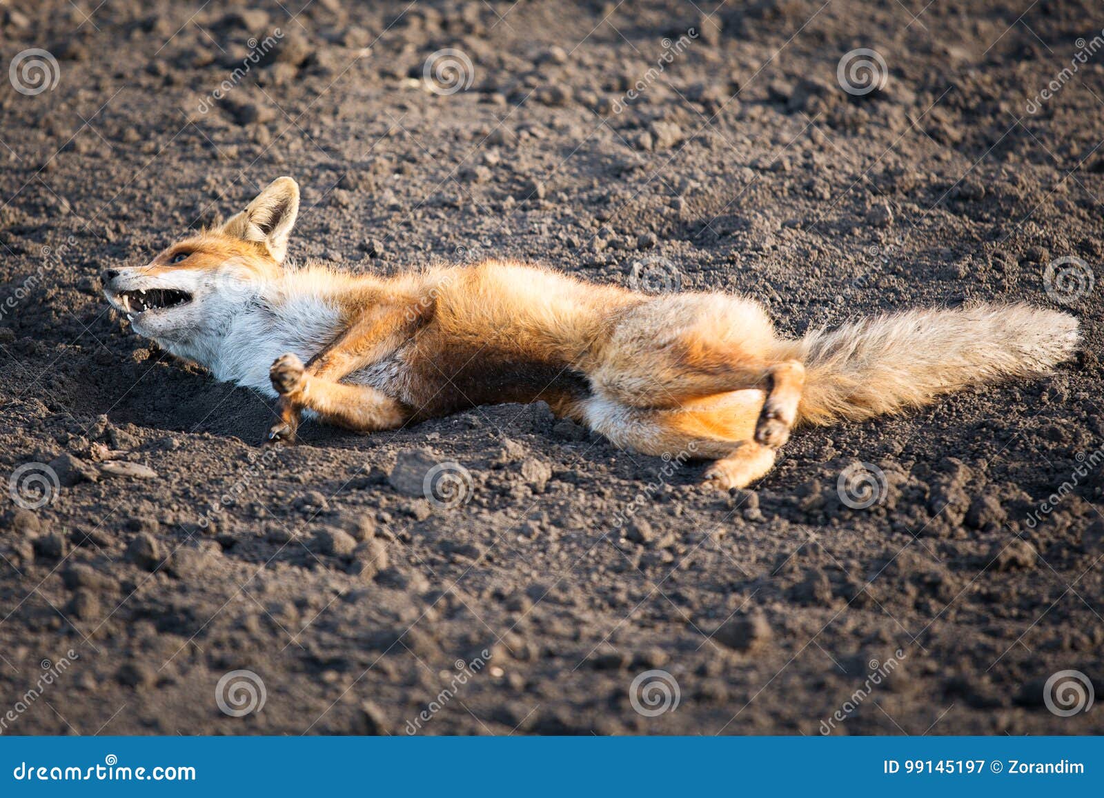 Wounded red fox stock image. Image of wounded, bone, female - 99145197