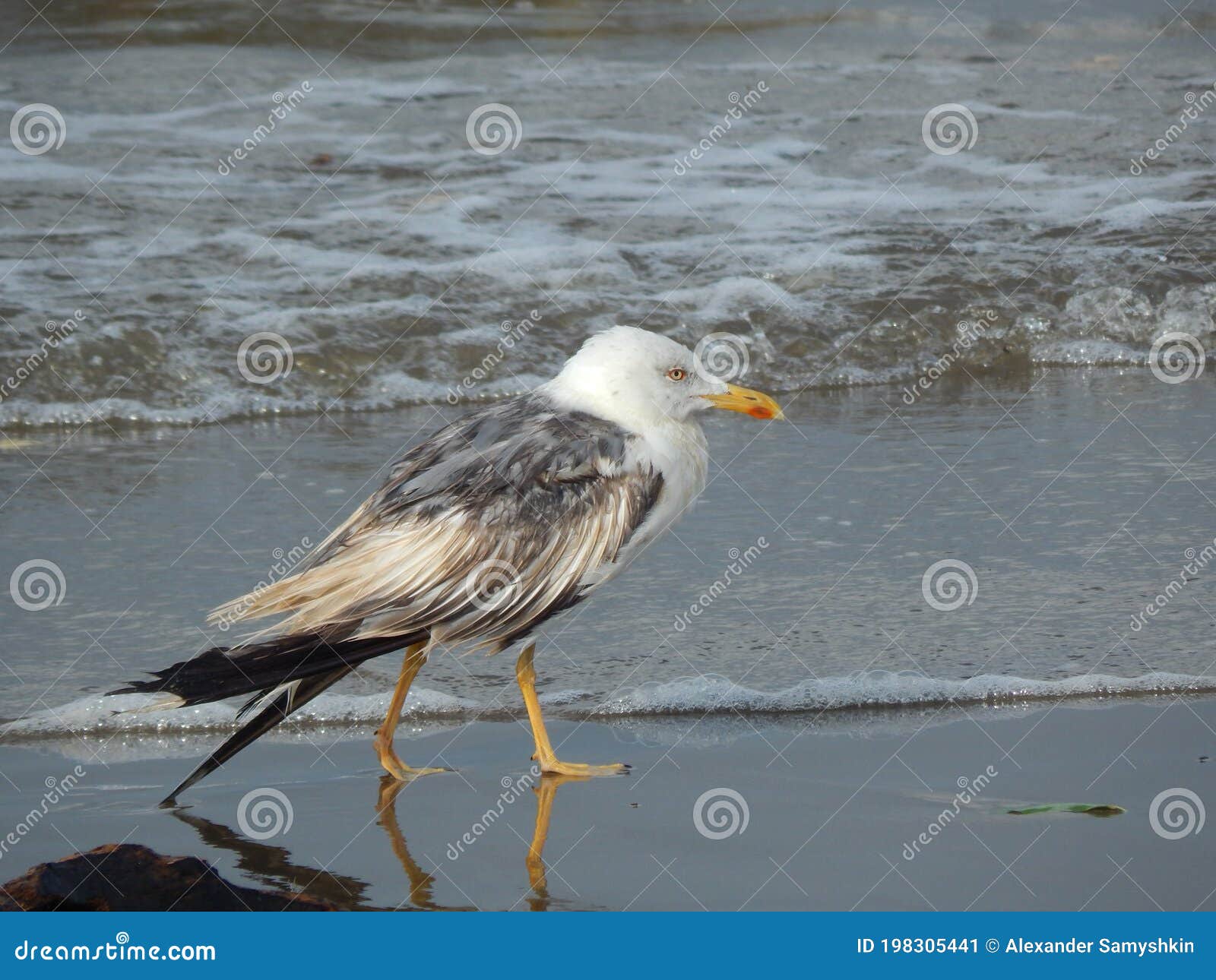 Seagull With Wounded Wing Stock Image | CartoonDealer.com #77529775